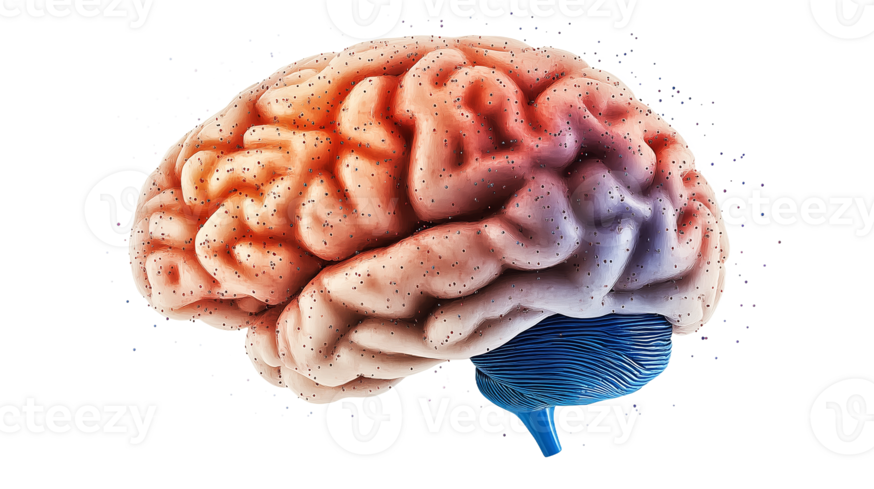 Anatomical Representation of the Human Brain and Its Functions 50803884 PNG Anatomical Representation of the Human Brain and Its Functions 50803884 PNG