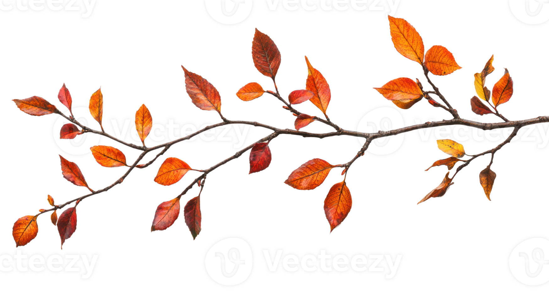 Autumn branch isolate on transparent background 50818081 PNG Autumn branch isolate on transparent background 50818081 PNG