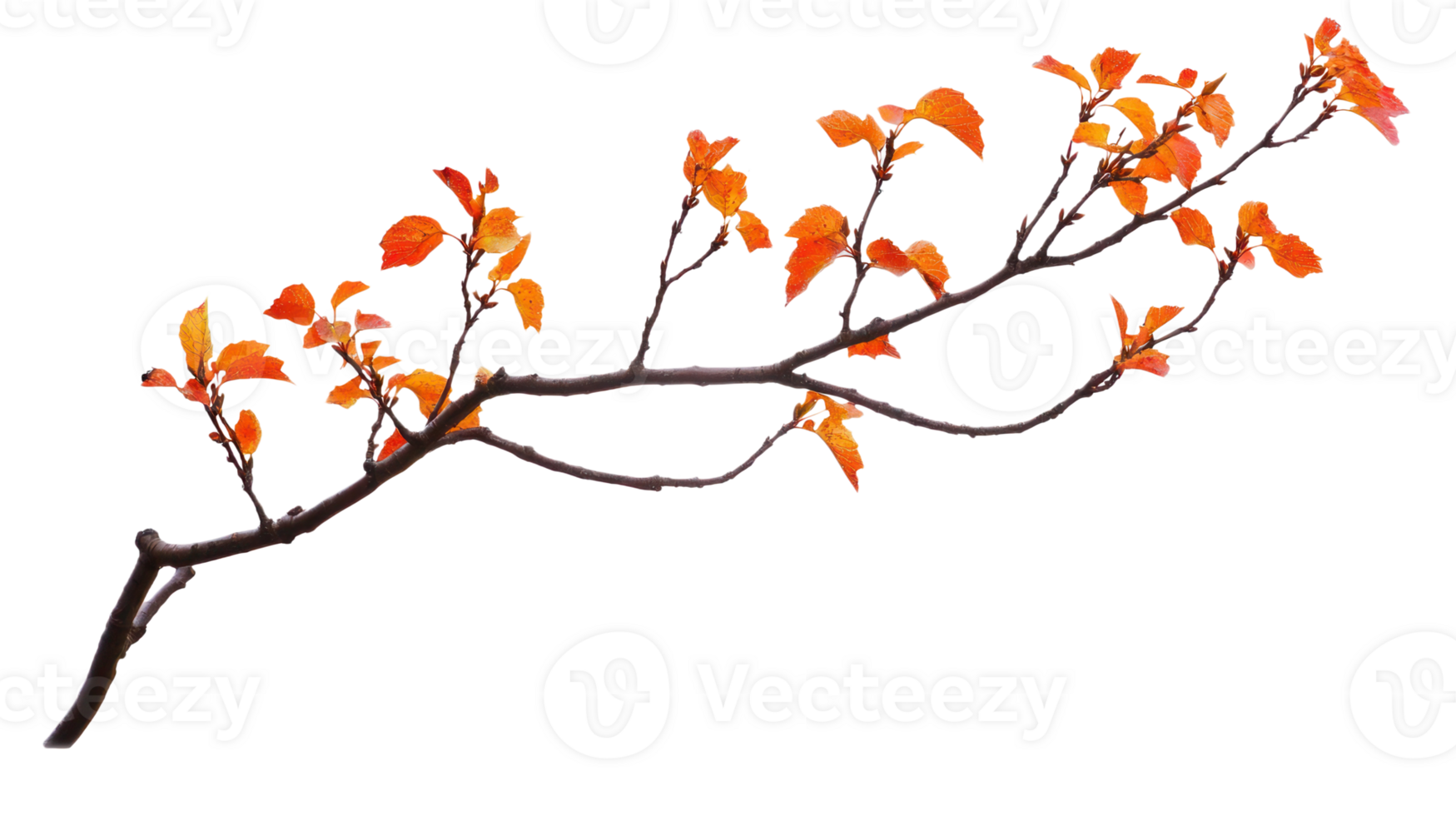 Autumn branch isolate on transparent background 50818087 PNG Autumn branch isolate on transparent background 50818087 PNG