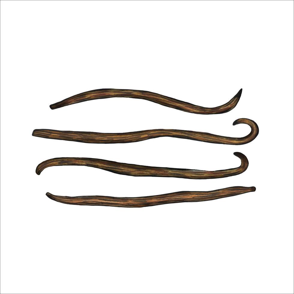 Hand drawn vanilla, vanilla sticks. Watercolor illustration 50918374 ... Hand drawn vanilla, vanilla sticks. Watercolor illustration 50918374 ...