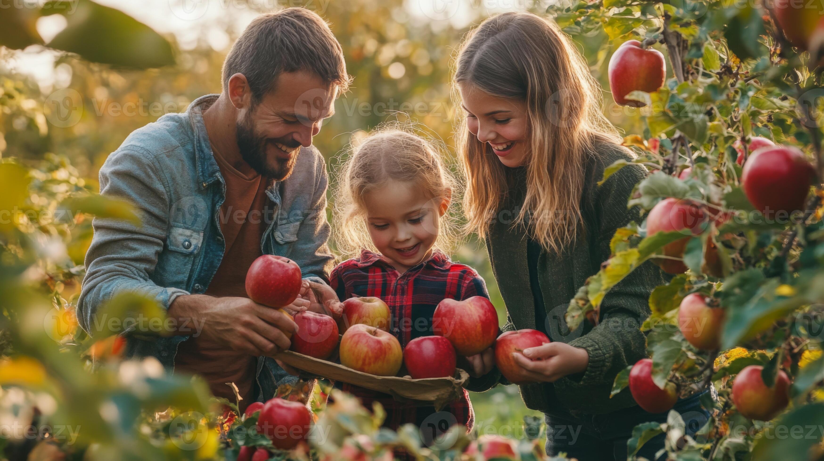Family Picking Apples in an Orchard 50949243 Stock Photo at Vecteezy