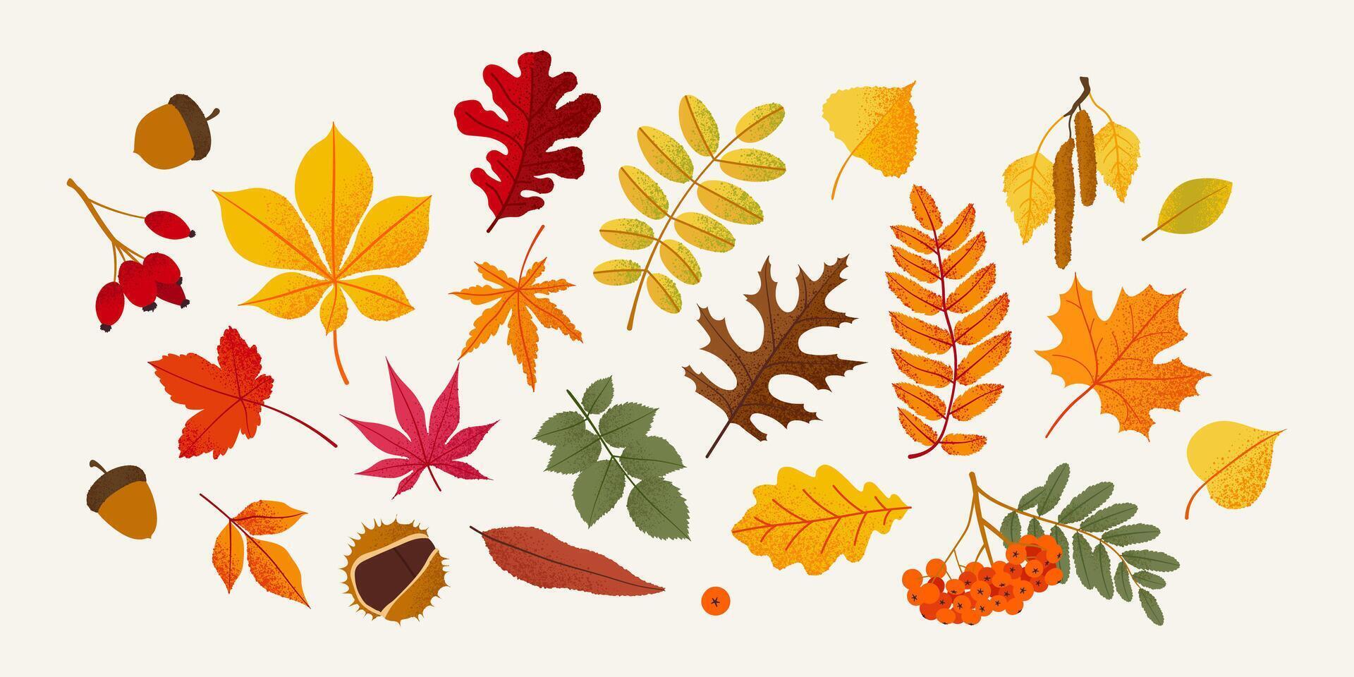 Set Of Different Autumn Leaves 51065608 Vector Art At Vecteezy