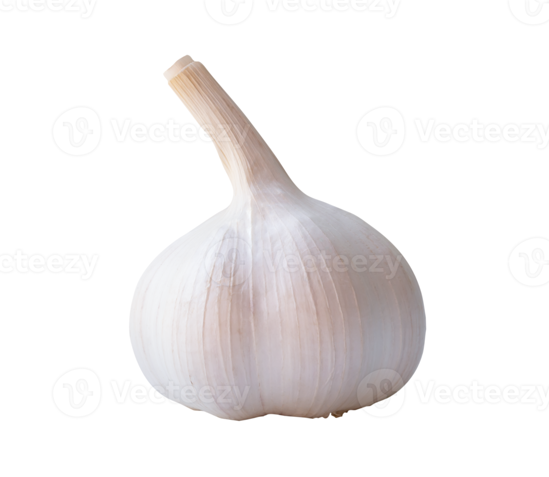 Side View Of White Garlic Bulb Isolated With Clipping Path In File Format 51074044 Png