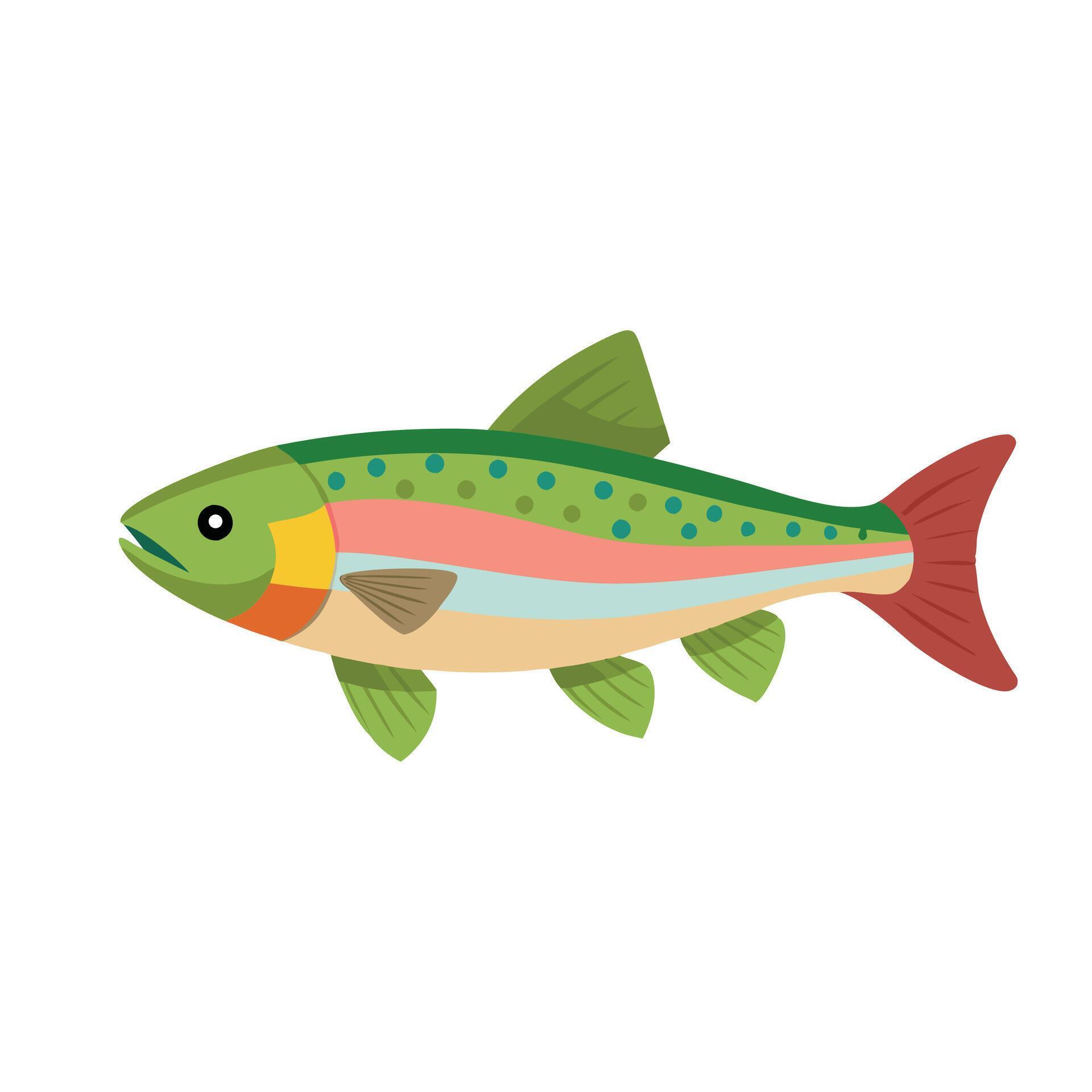 Rainbow trout animal isolated flat illustration on white background ...