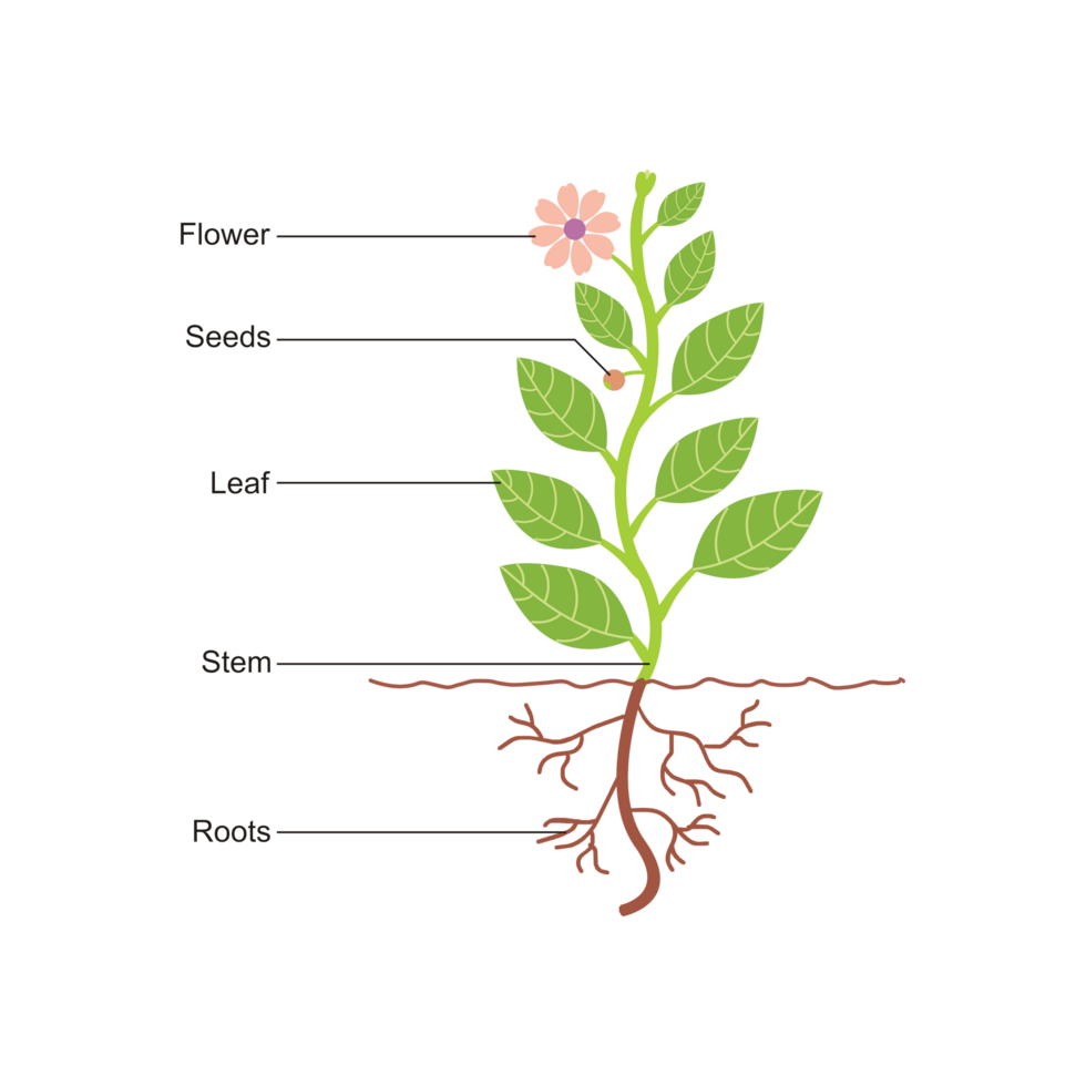 Diagrama De Partes De Una Planta Póster De Anatomía De Las Plantas: