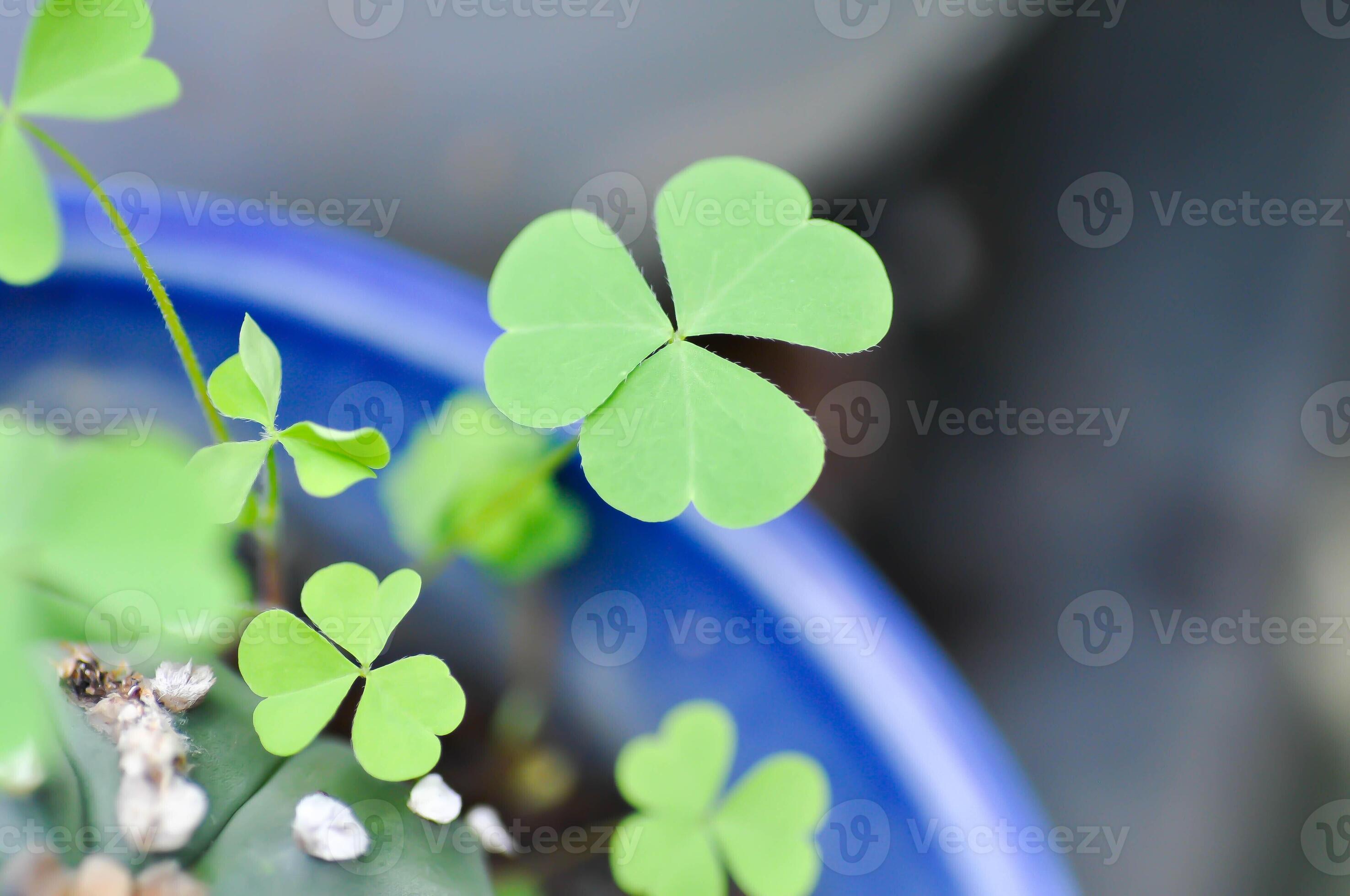 Marsilea crenata, Marsilea crenata C Presl or MARSILEACEAE 51086174 Stock Photo at Vecteezy