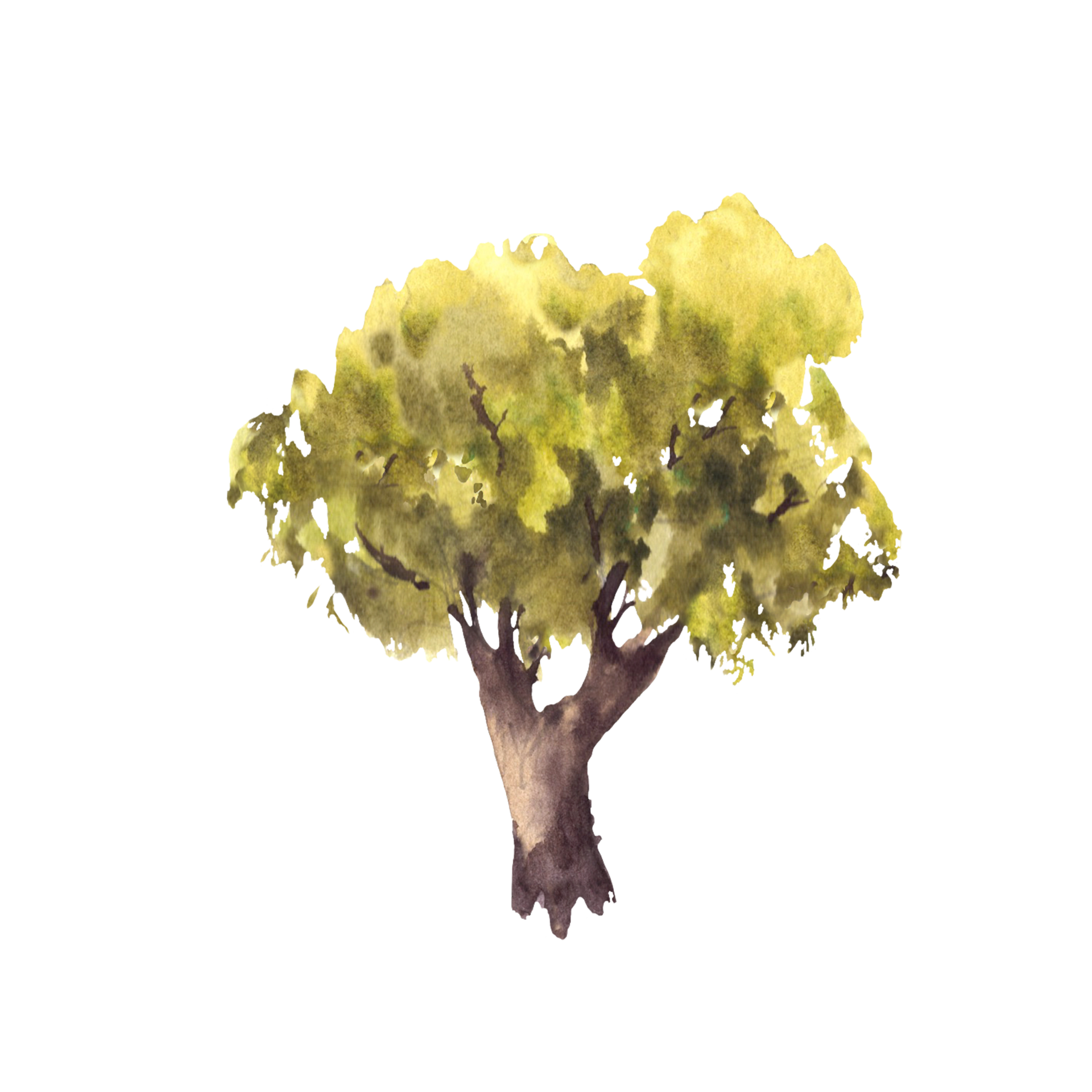 Deciduous green tree. Hand painted watercolor illustration. Silhouettes ... Deciduous green tree. Hand painted watercolor illustration. Silhouettes ...