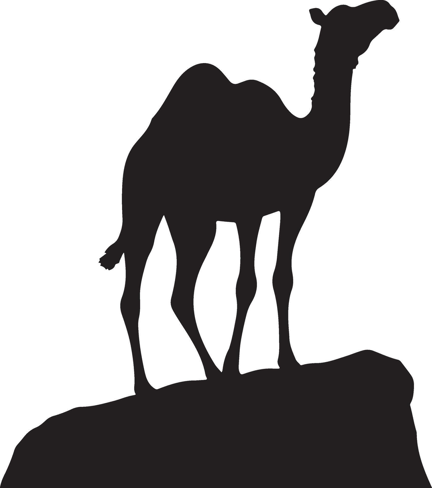 Silhouette of camel on rock 51168672 Vector Art at Vecteezy