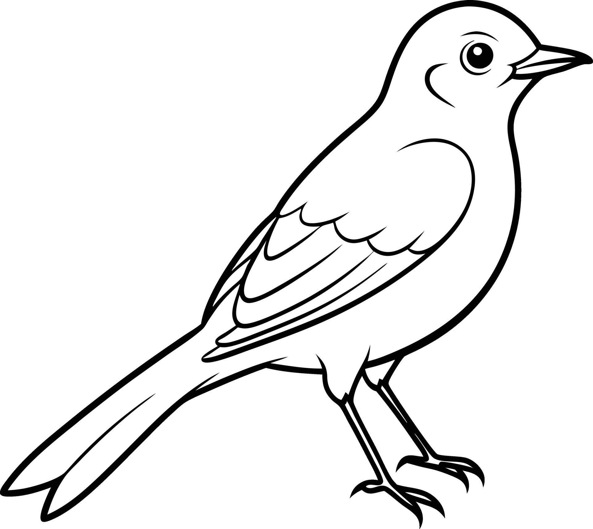 eastern phoebe line art 51187742 Vector Art at Vecteezy