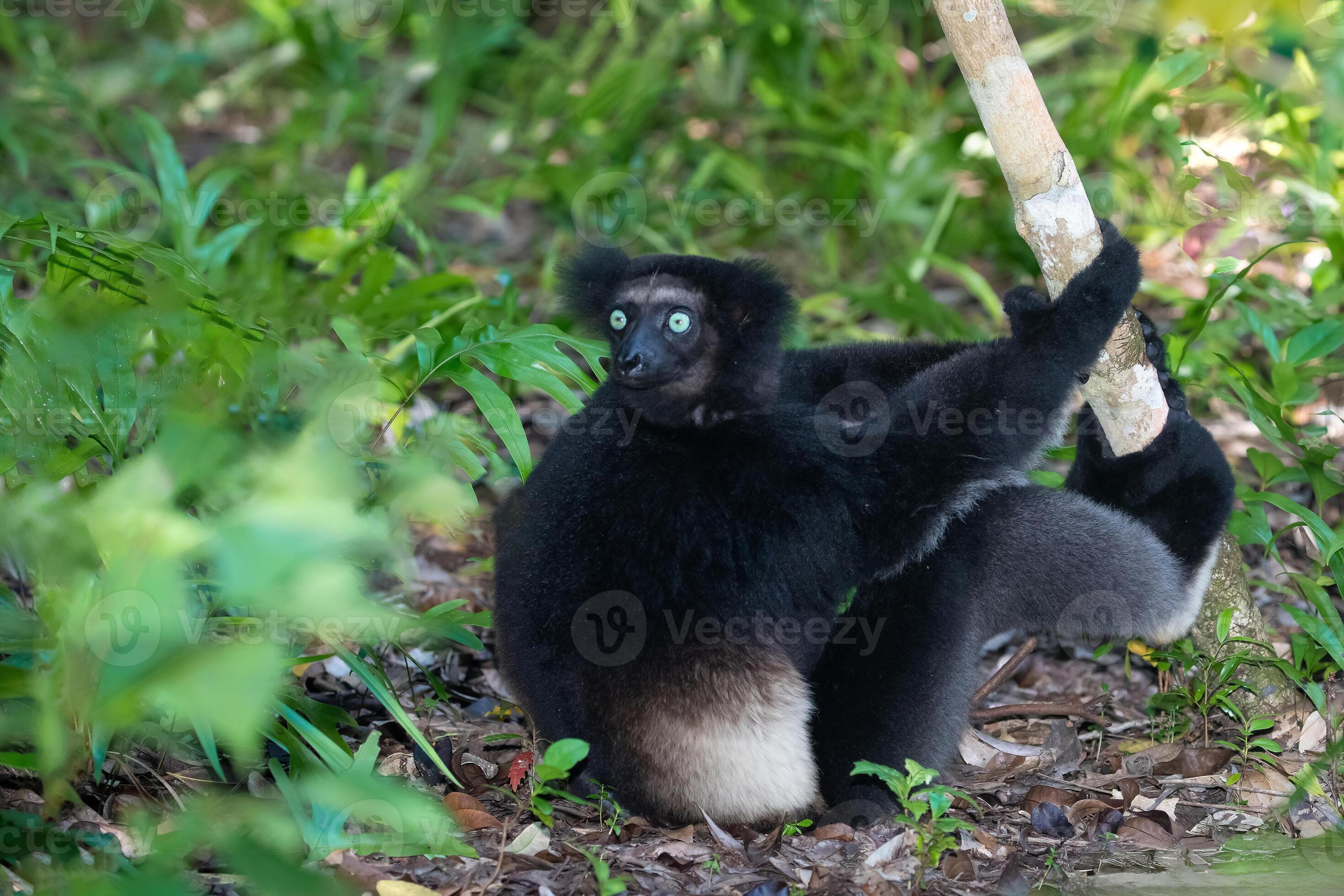 Lemur Indri indri, babakoto largest lemur from Madagascar 51236458 Stock Photo at Vecteezy