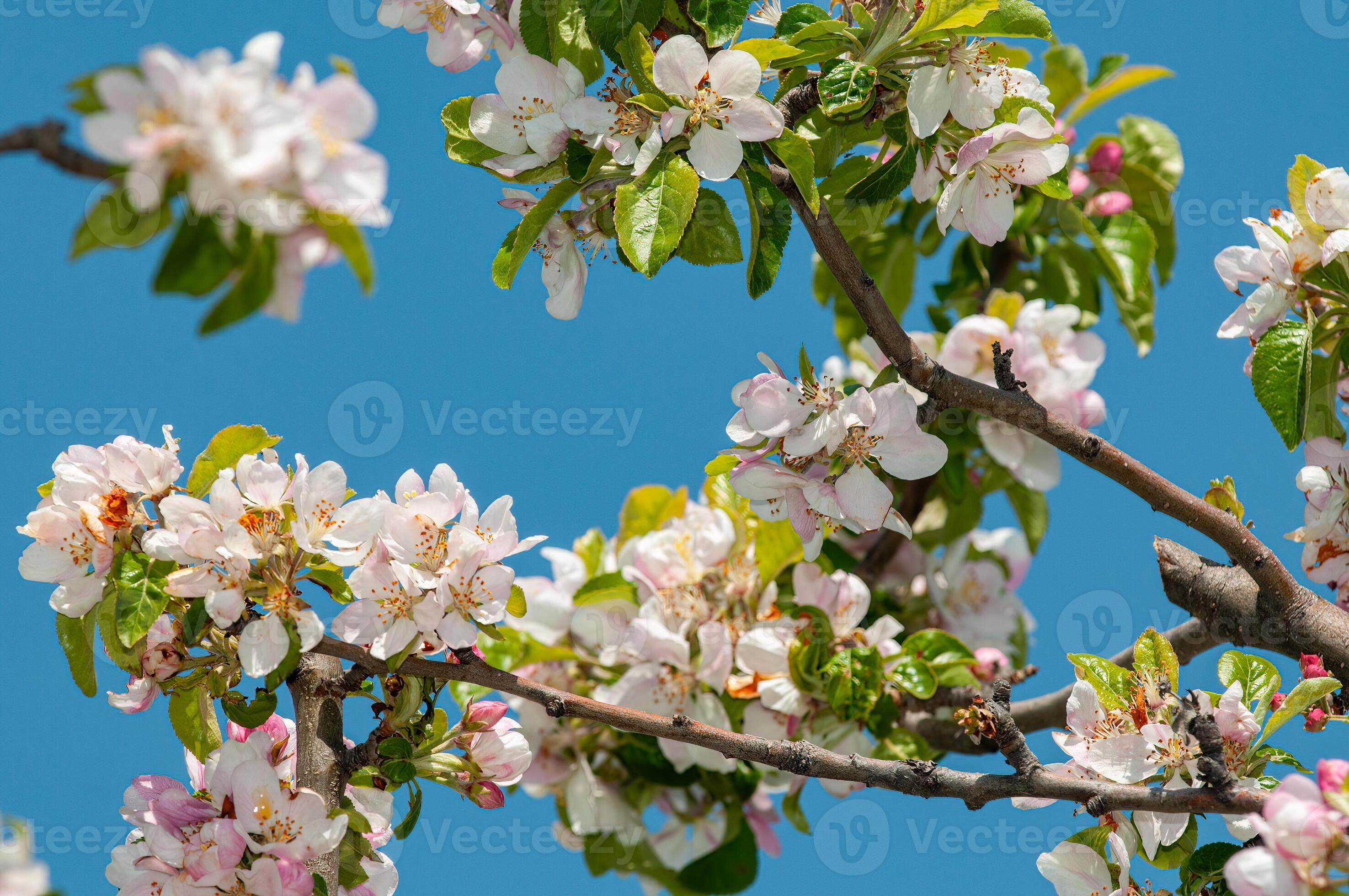 Fruit trees blooming in spring. 51243454 Stock Photo at Vecteezy