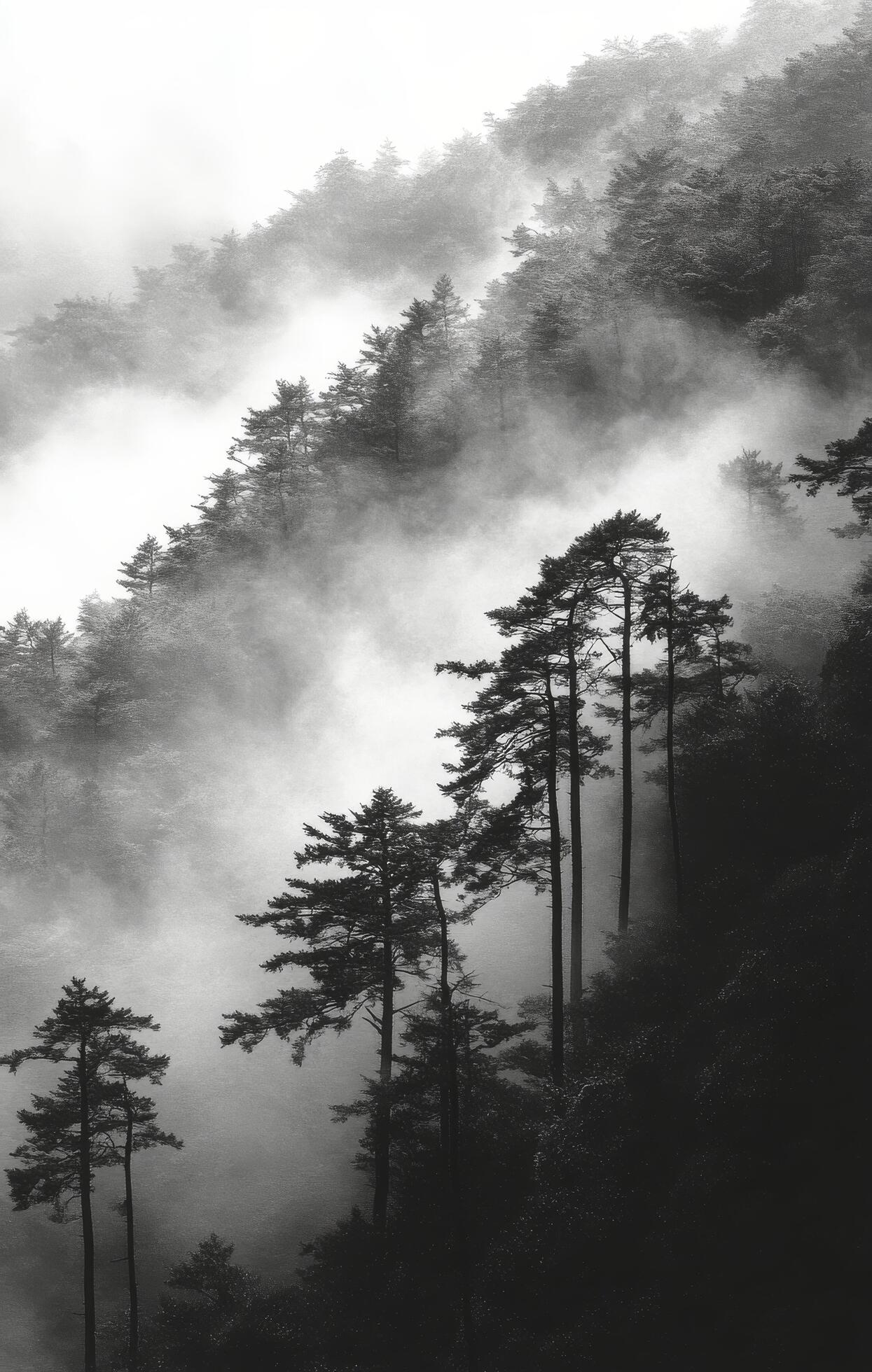 Dense mist envelops pine trees in a serene mountain landscape at dawn 51269396 Stock Photo at ...