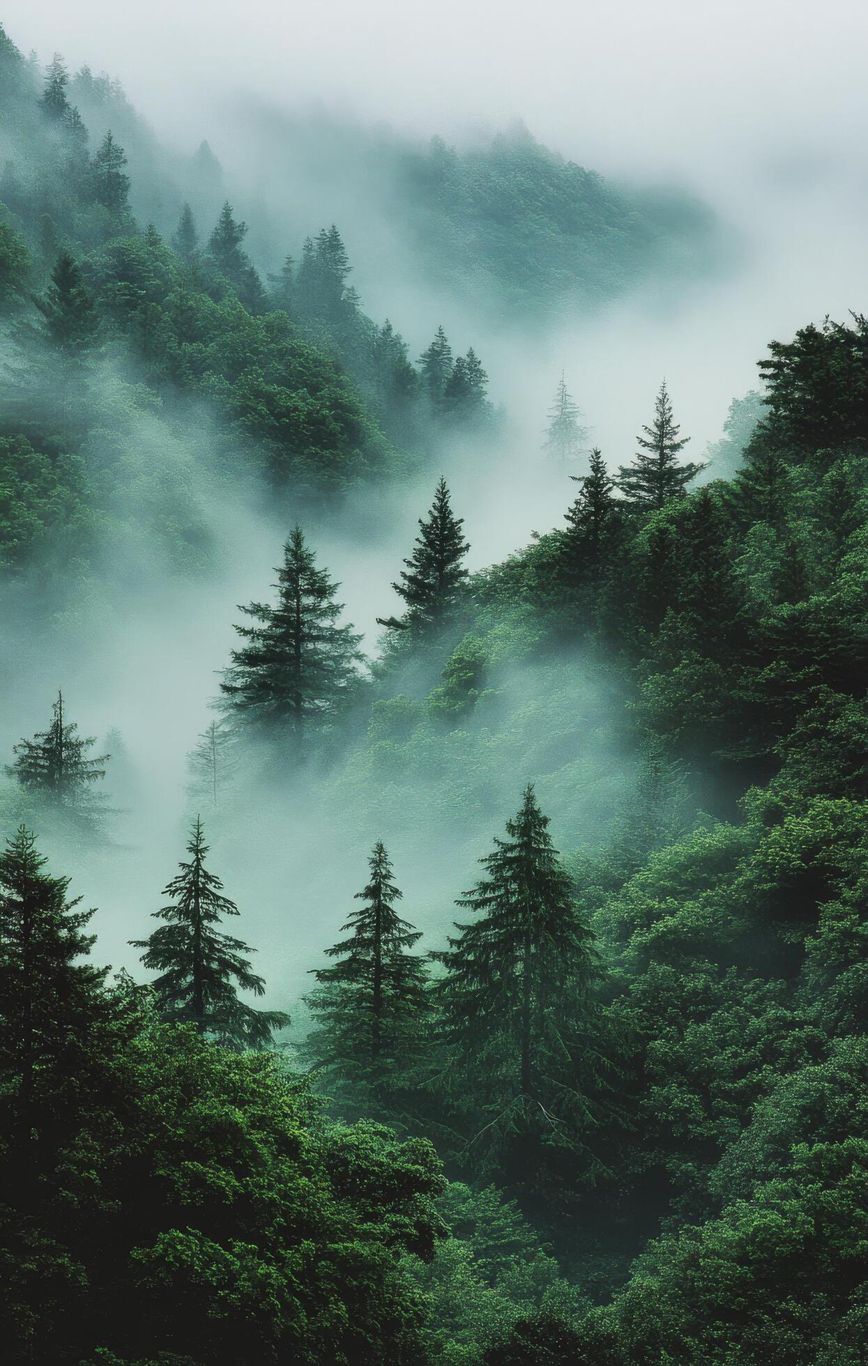 Dense mist envelops pine trees in a serene mountain landscape at dawn 51269451 Stock Photo at ...