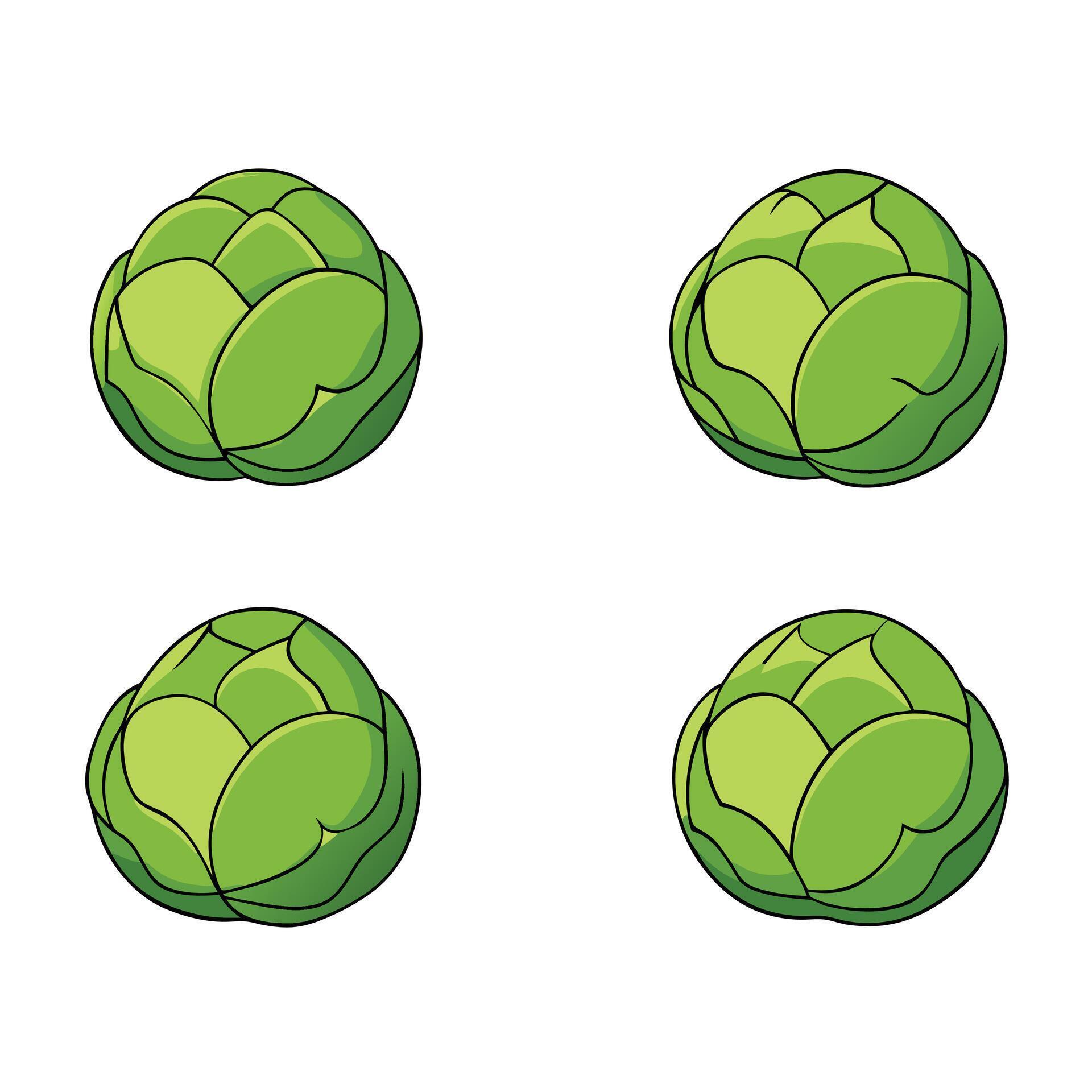 A set of four green cabbage heads 51287421 Vector Art at Vecteezy