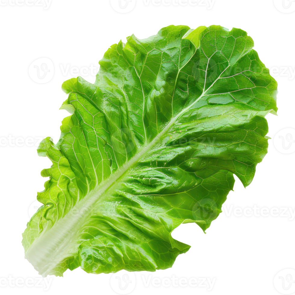 floated Fresh salad green lettuce leaf isolate on transparency background 51321368 PNG