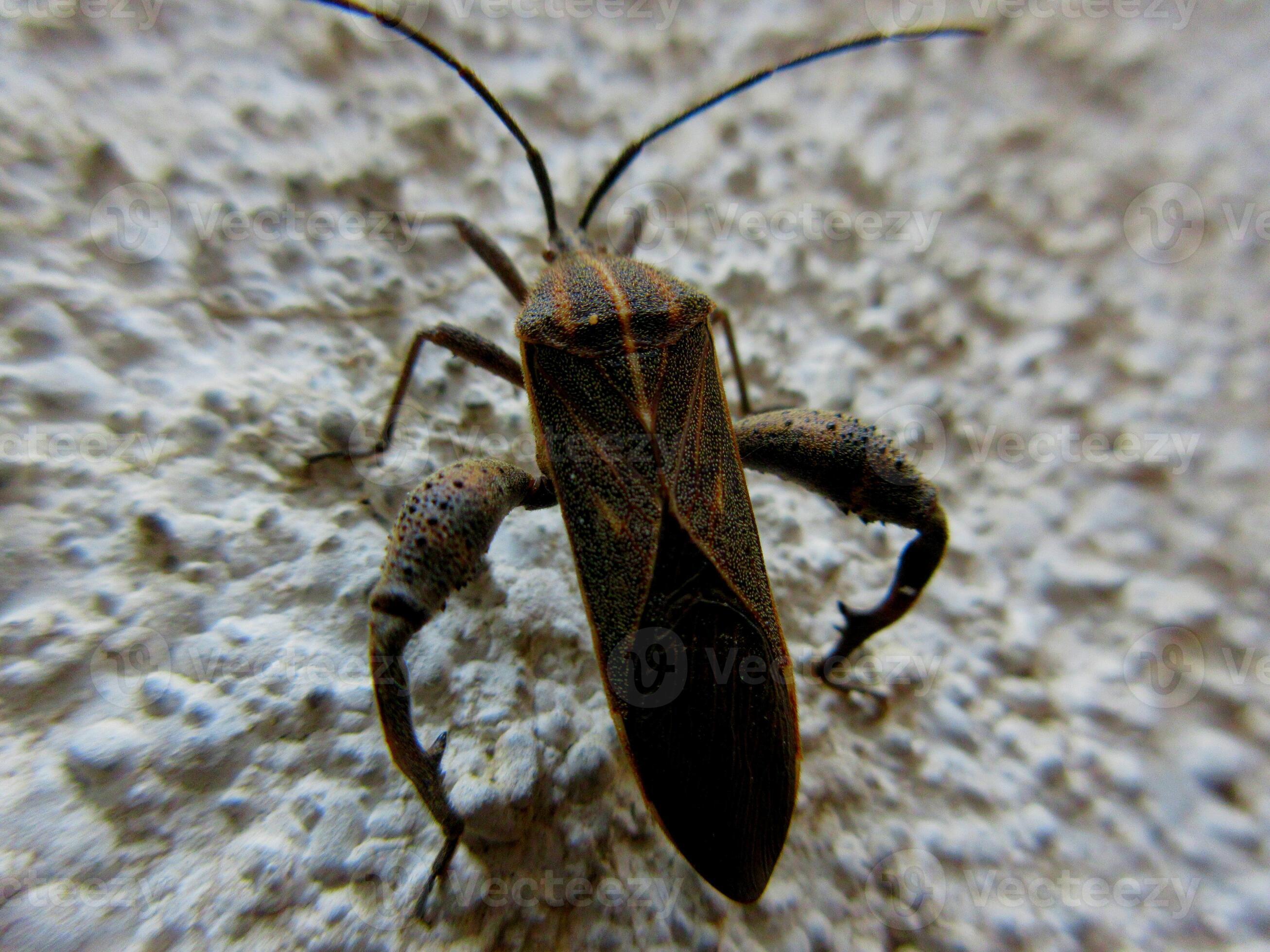Closeup of Leaf-footed bug, Coreidae is a large family of predominantly sap-suckling insects in ...