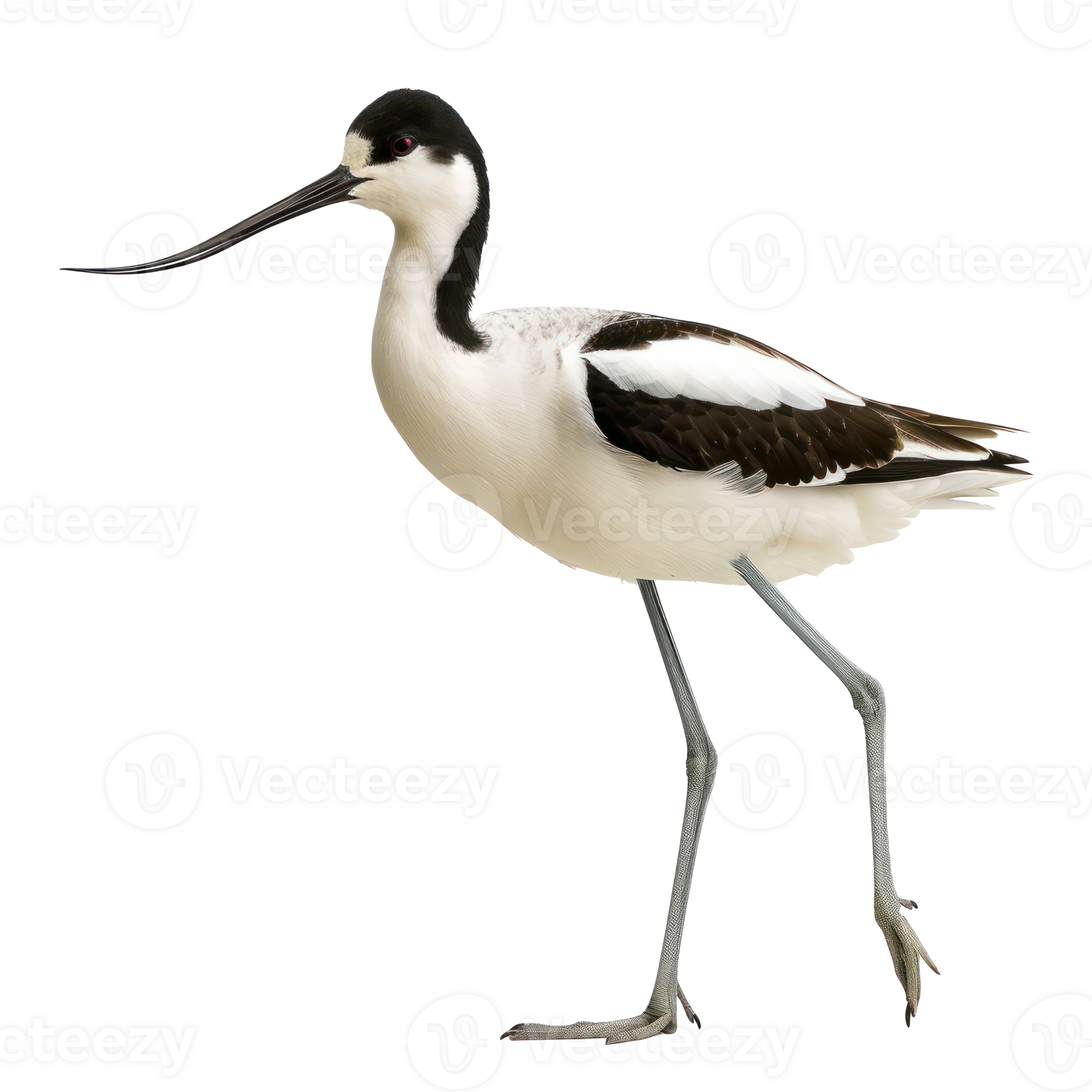 Avocet bird front view full body isolate on transparency background ...
