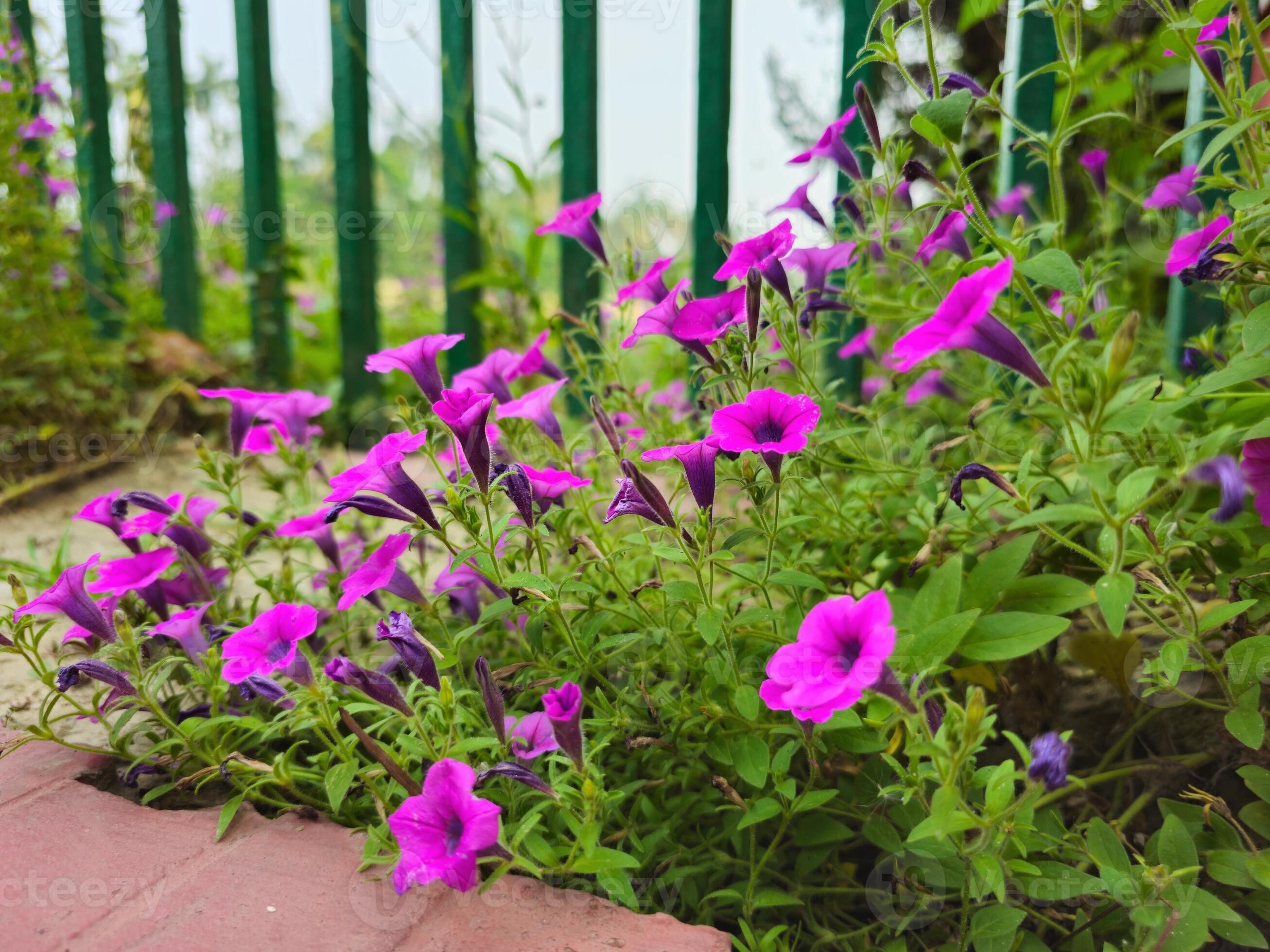 Beautiful nature flower pet plants background wallpaper photography 51473873 Stock Photo at Vecteezy