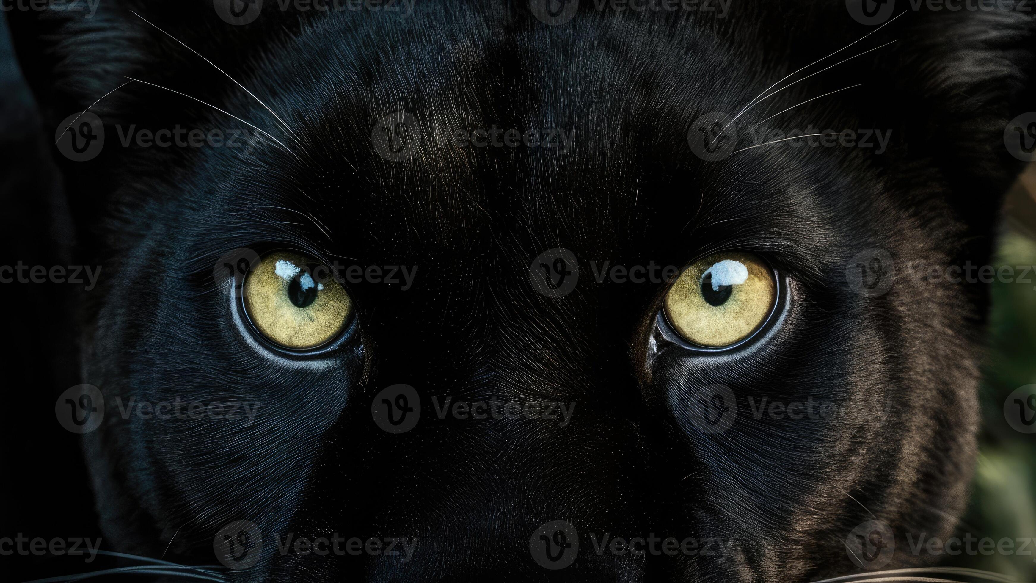 Big eyes. black Panther eyes close-up 51487874 Stock Photo at Vecteezy