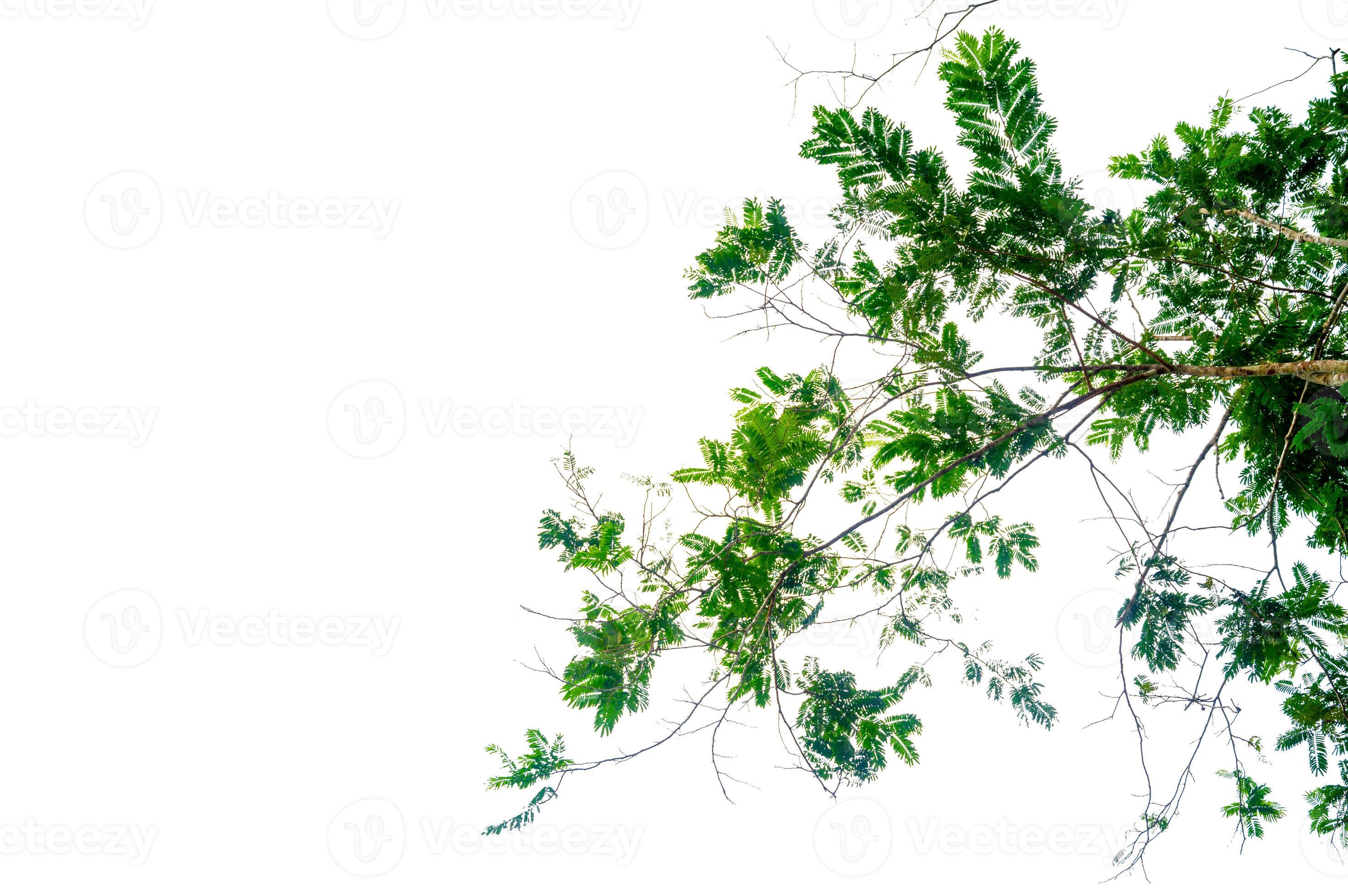green tree branch isolated. New green leaves on a linden branch. Young ...