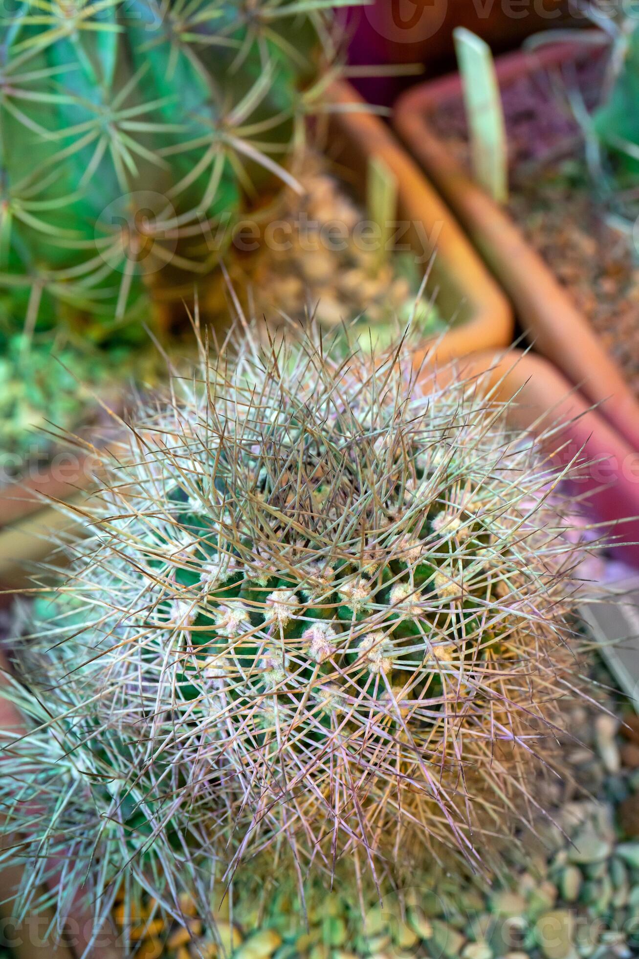 Prickly Cactus Plant. 51565174 Stock Photo at Vecteezy