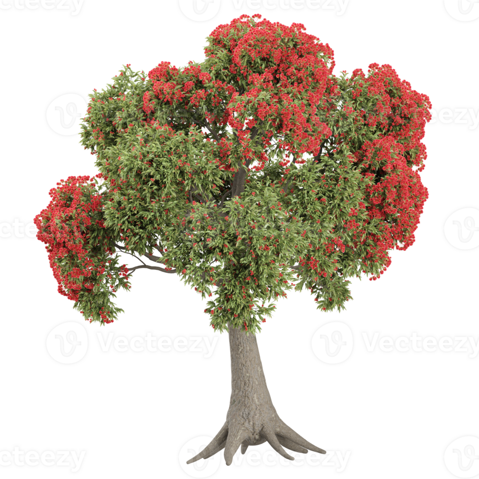 3d illustration of Pohutukawa tree isolated on transparent canvas ... 3d illustration of Pohutukawa tree isolated on transparent canvas ...