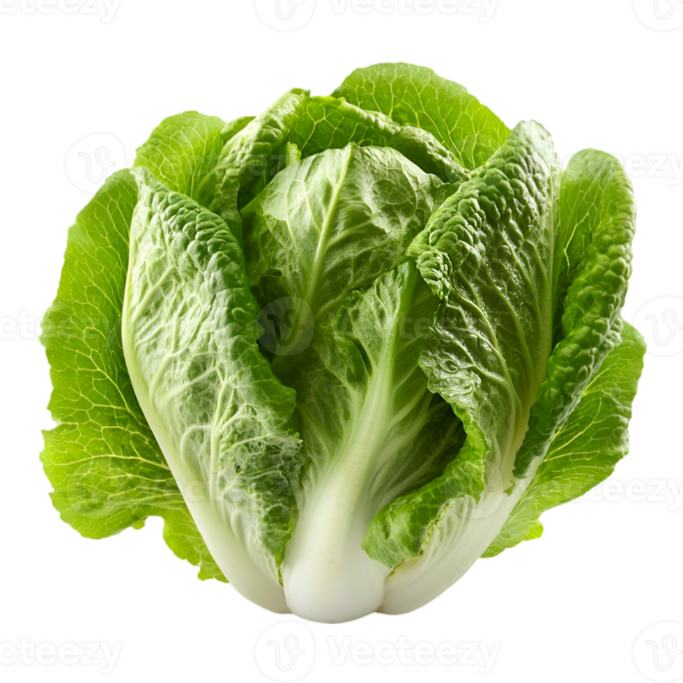 Head of Lettuce 51667172 PNG