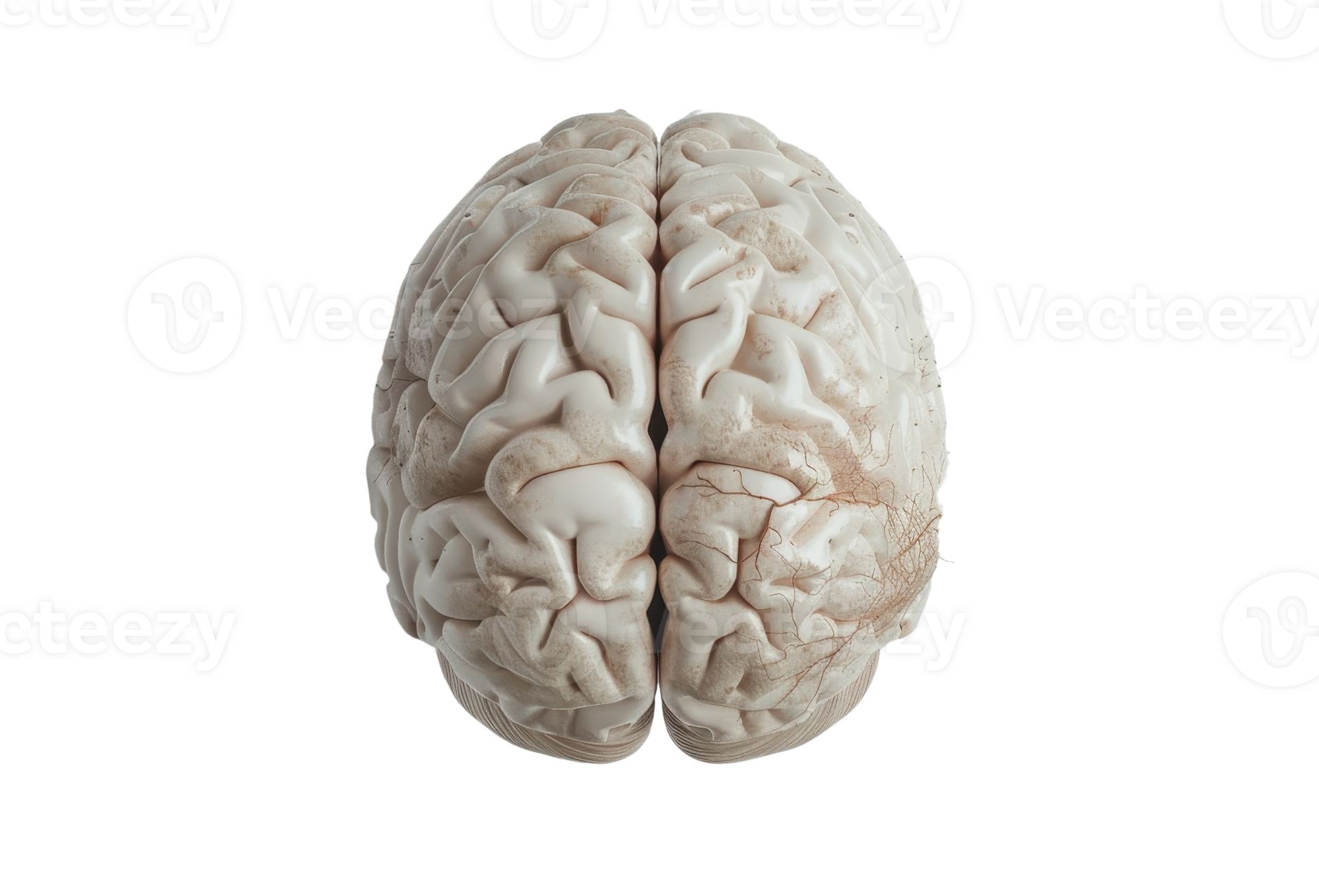 High Resolution Image Of A Human Brain Showcasing Intricate Details Of The Cerebral Cortex