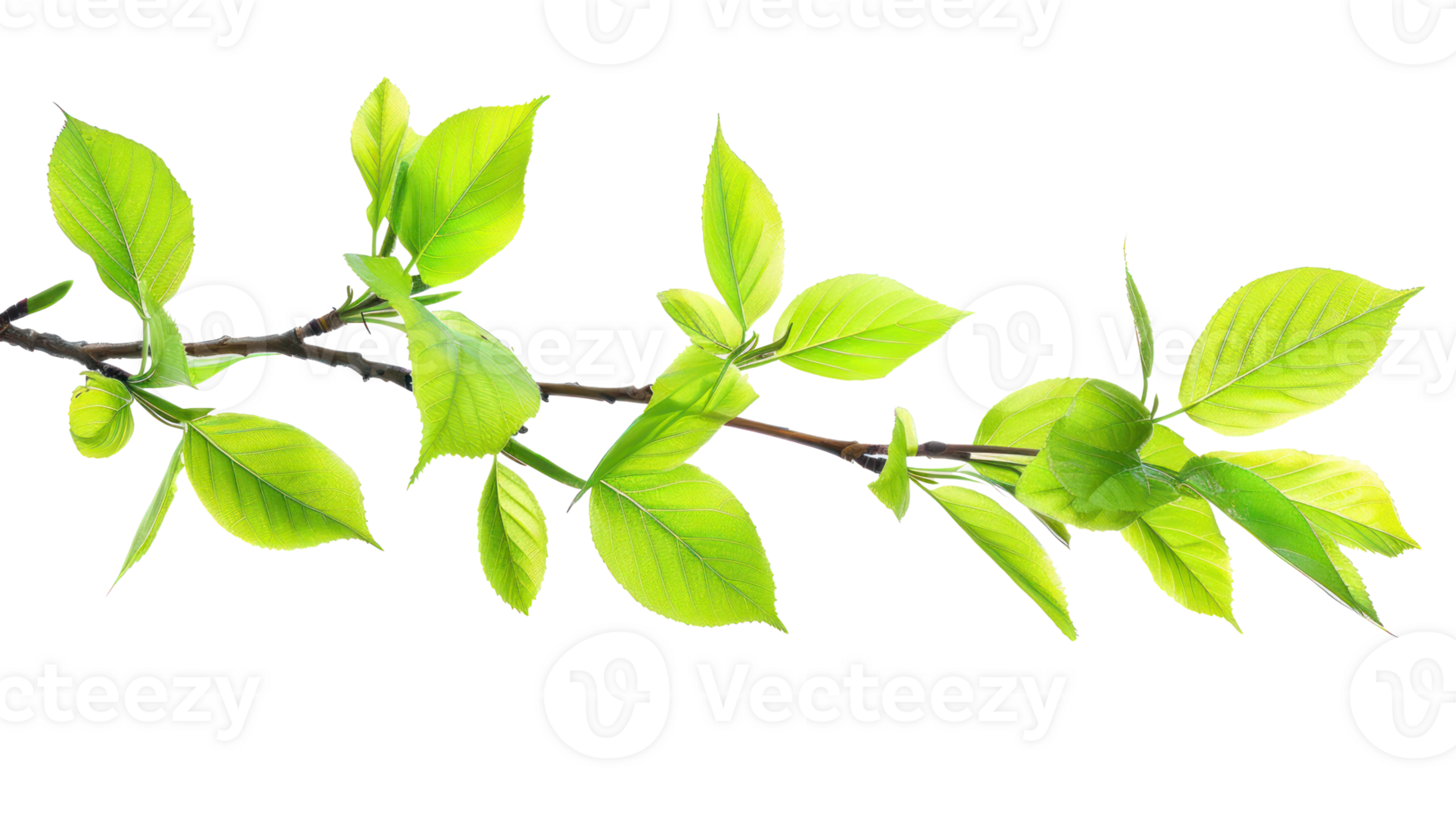 Bright green Spring leaves branch isolate on transparency background ... Bright green Spring leaves branch isolate on transparency background ...