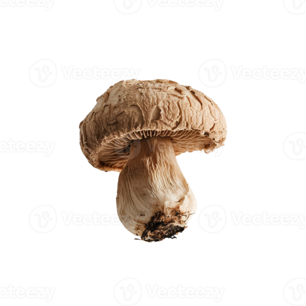 Visual representation of dried mushrooms on a transparent layer ... Visual representation of dried mushrooms on a transparent layer ...