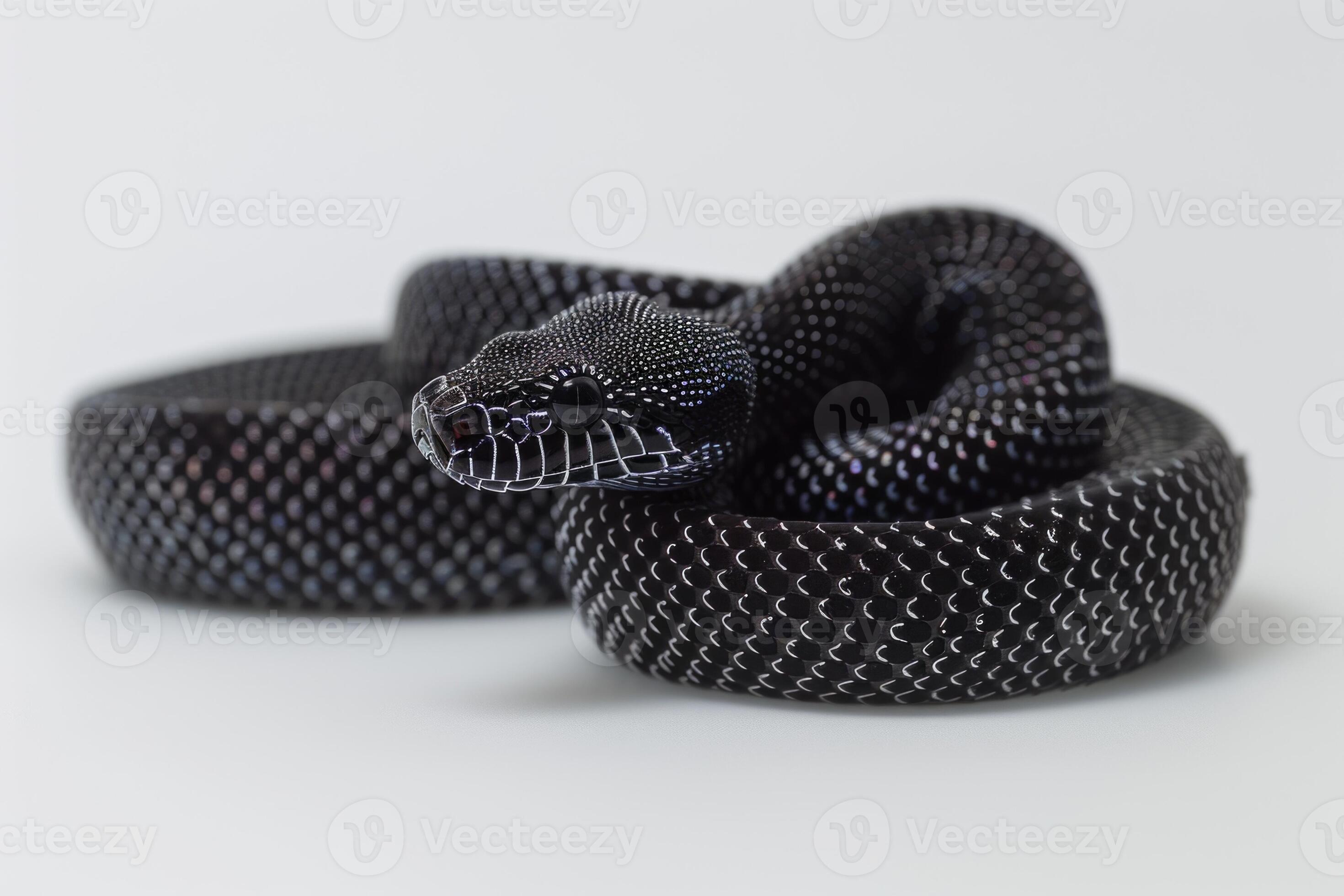 striking Boelens Python exhibits its iridescent black scales while ...