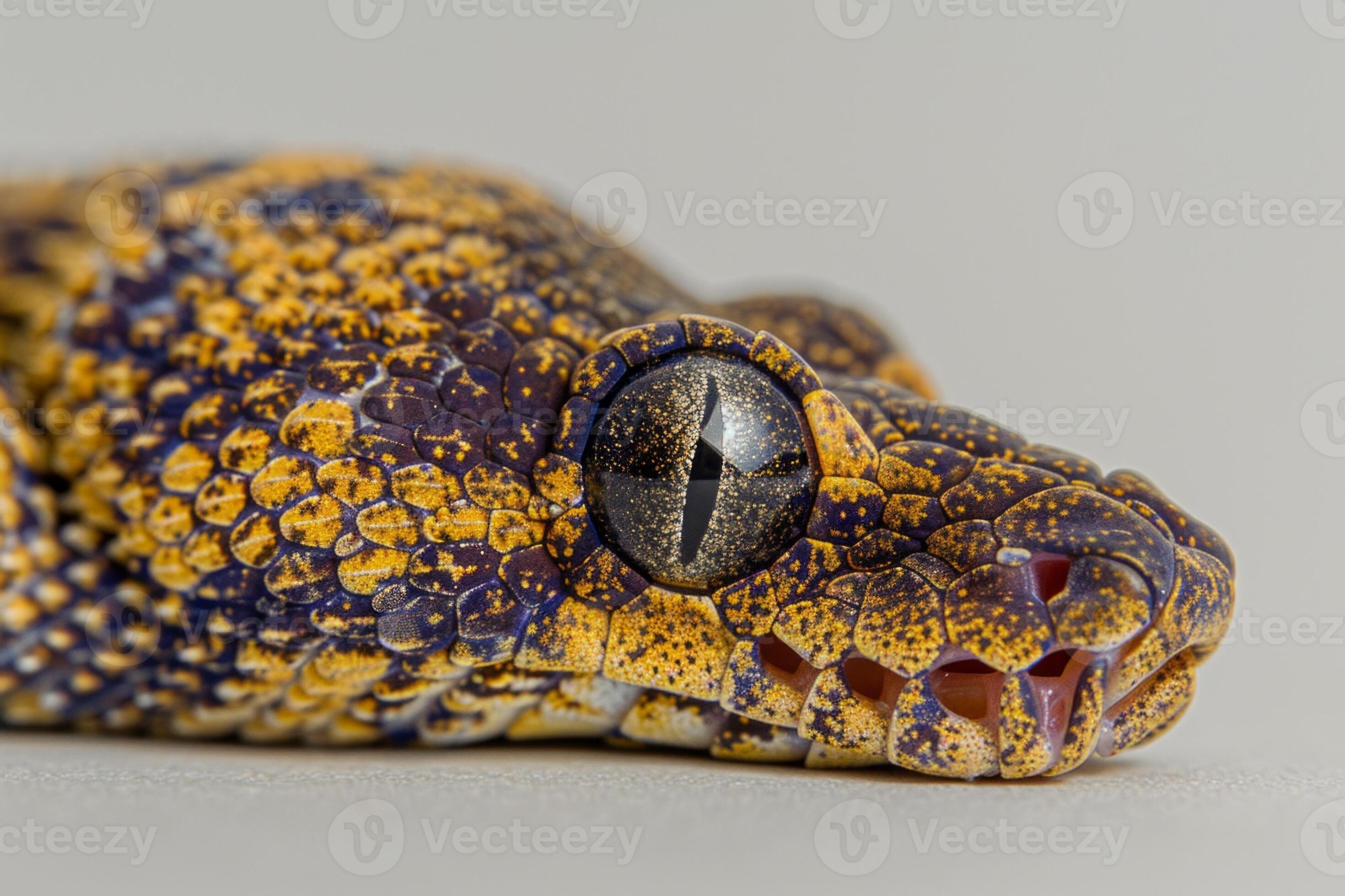 Carpet Python known for its striking patterns is gracefully coiled ...