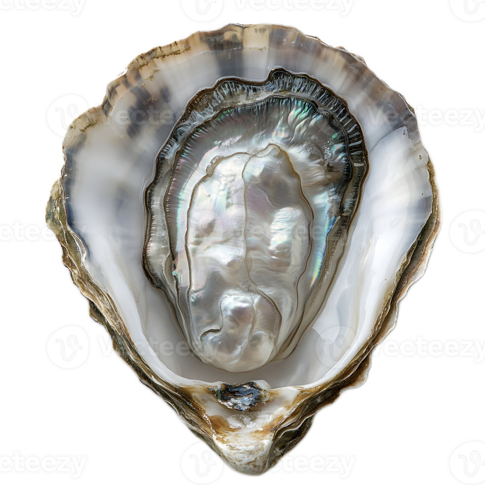 Open Oyster Shell With Iridescent Inner Layers 51950260 Png