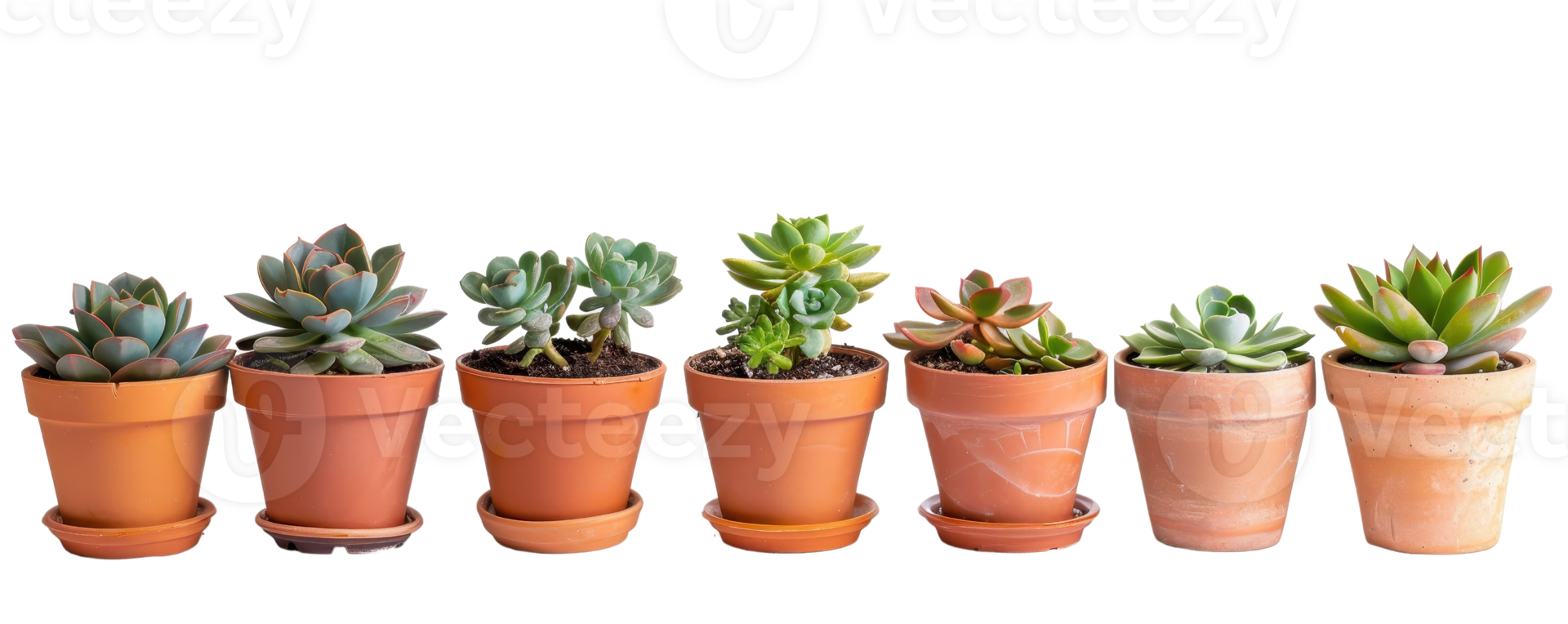 A Row Of Various Colorful Succulent Plants In Terracotta Pots Perfect For Home Decor Gardening