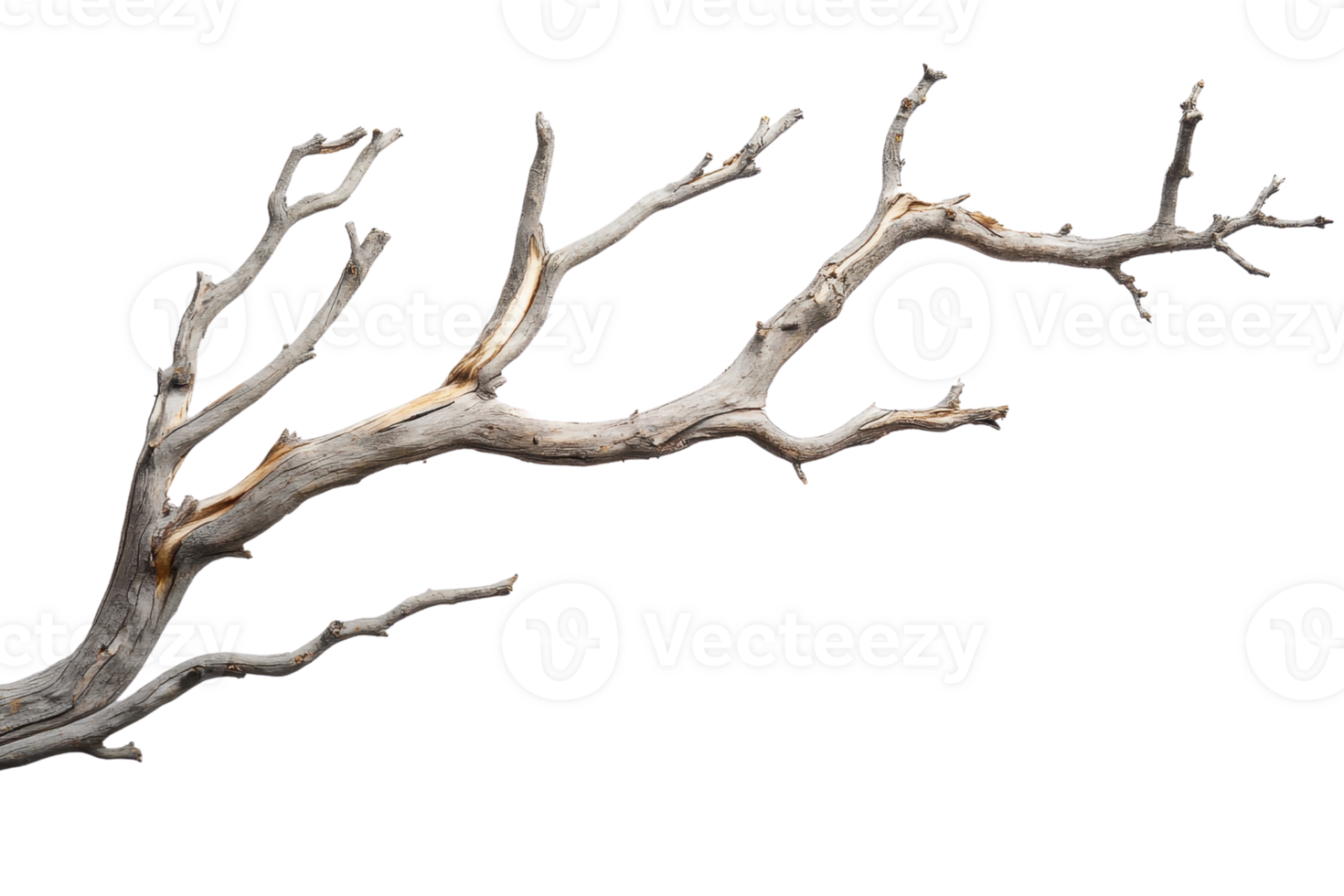 Dry tree branch isolated on transparent background. perfect for natural, rustic or organic ...