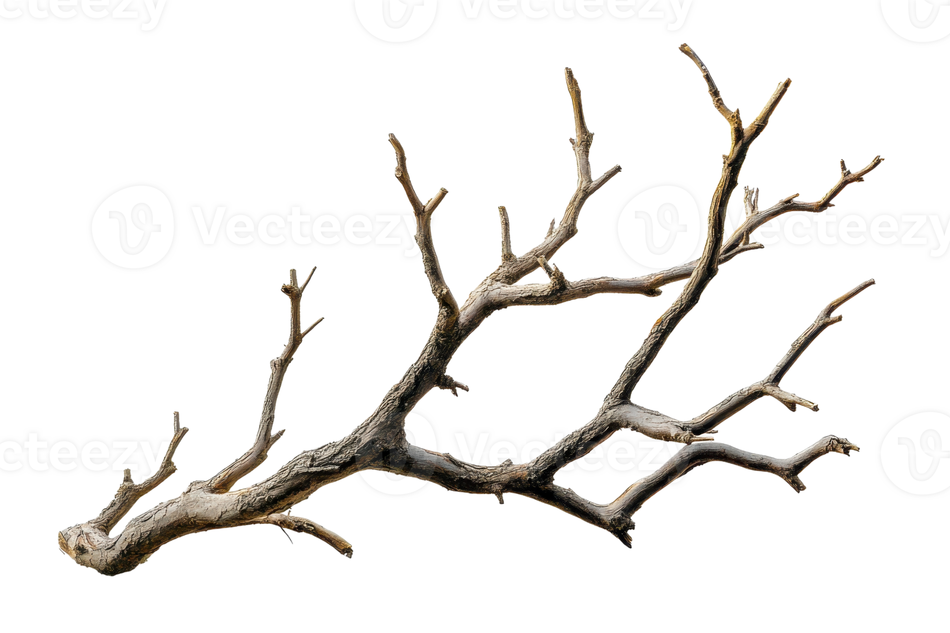 High-resolution image of a dry, leafless tree branch isolated on a ...