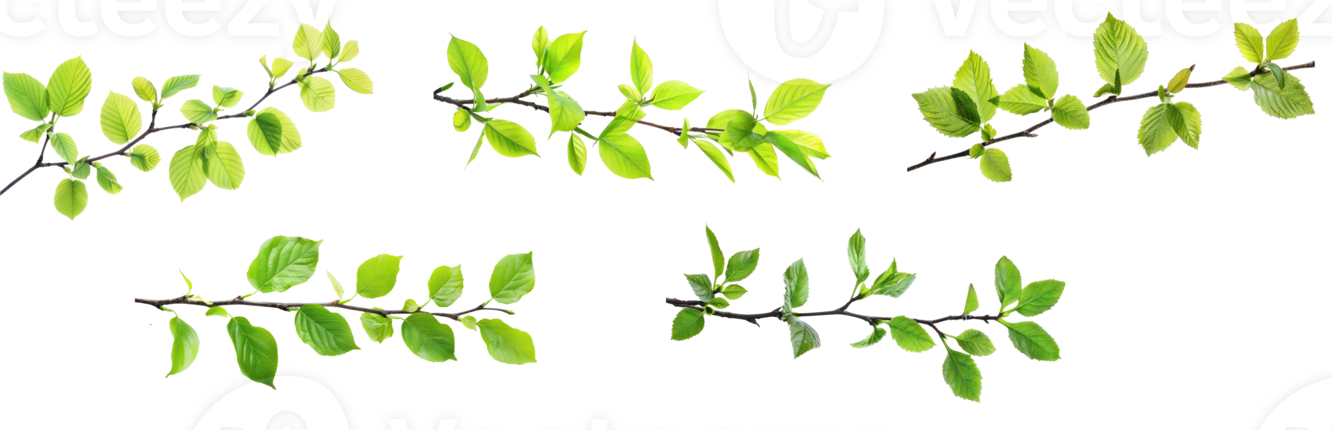 Bright green Spring leaves branch isolate on transparency background ... Bright green Spring leaves branch isolate on transparency background ...