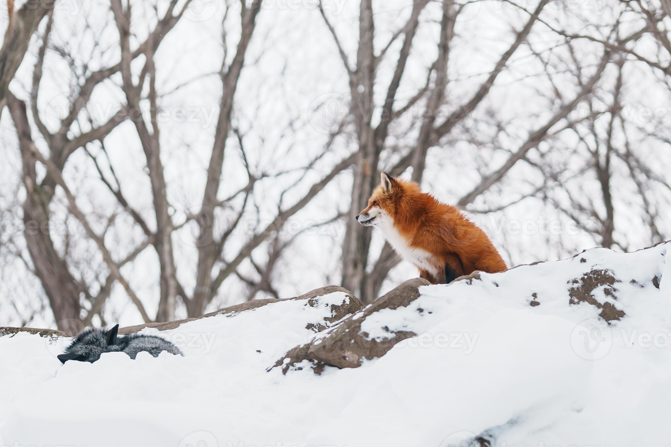 Cute fox on snow in winter season at Zao fox village, Miyagi prefecture, Japan. landmark and ...