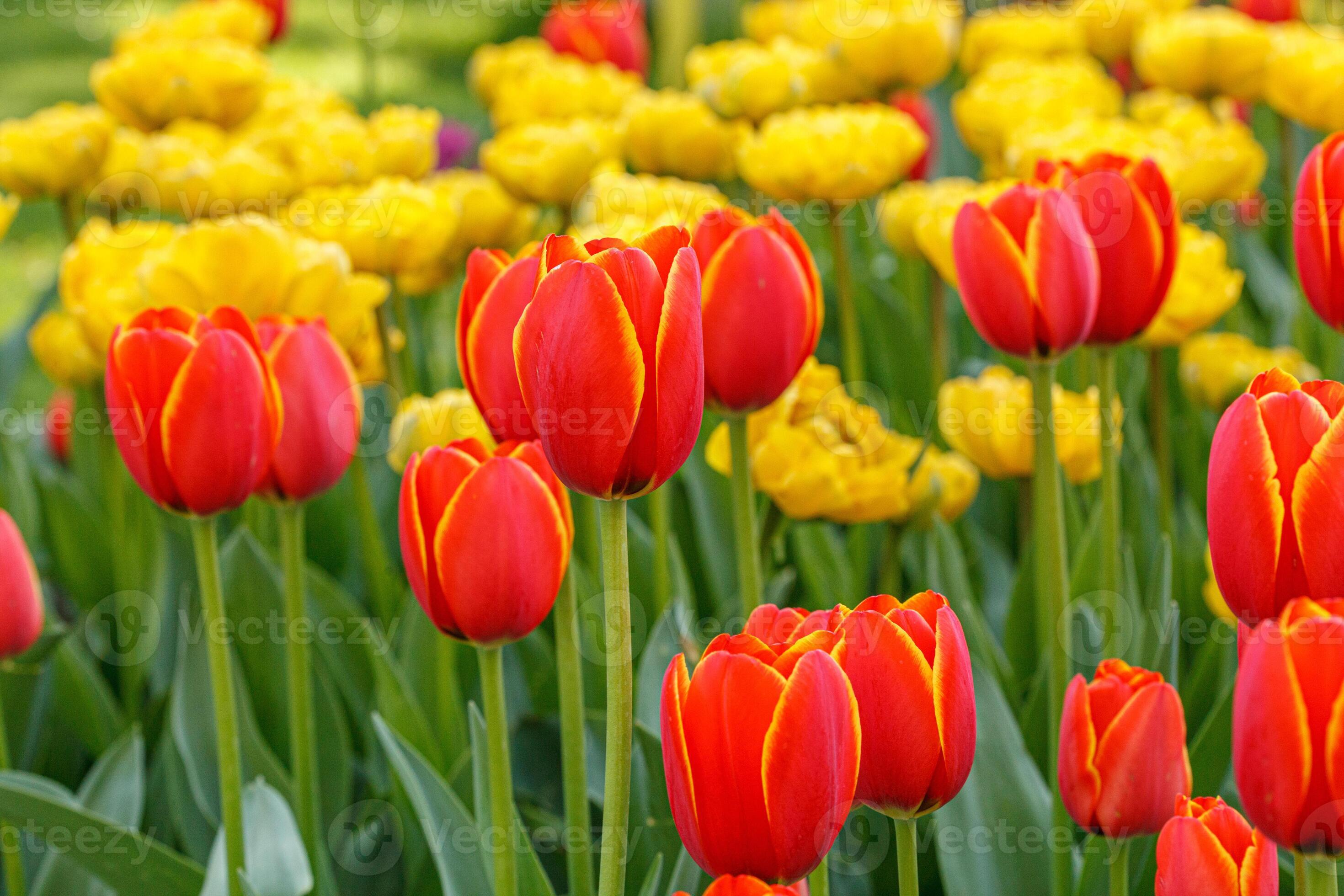 tulip bloom, beautiful field of tulips 52131699 Stock Photo at Vecteezy