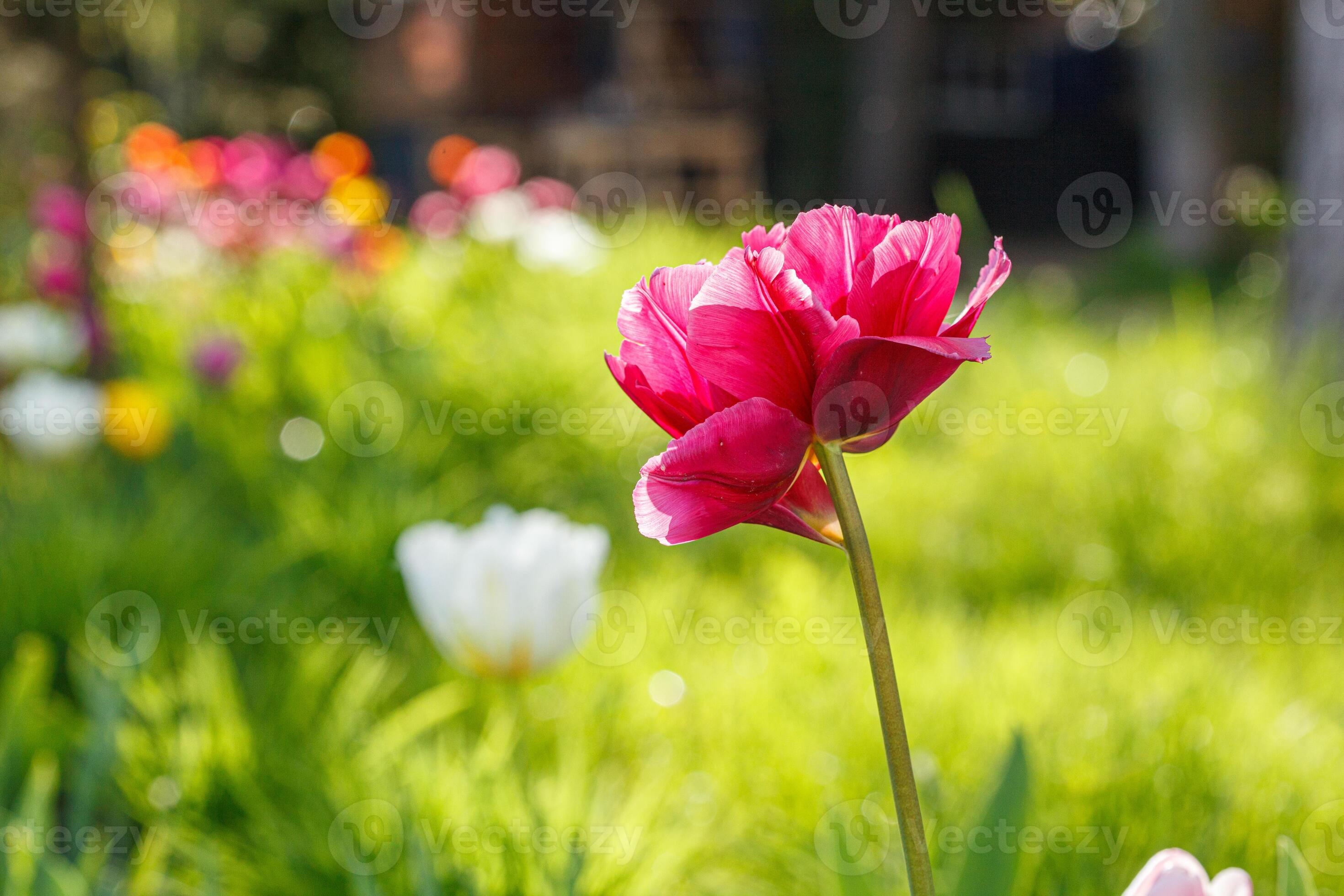 tulip bloom, beautiful field of tulips 52131709 Stock Photo at Vecteezy