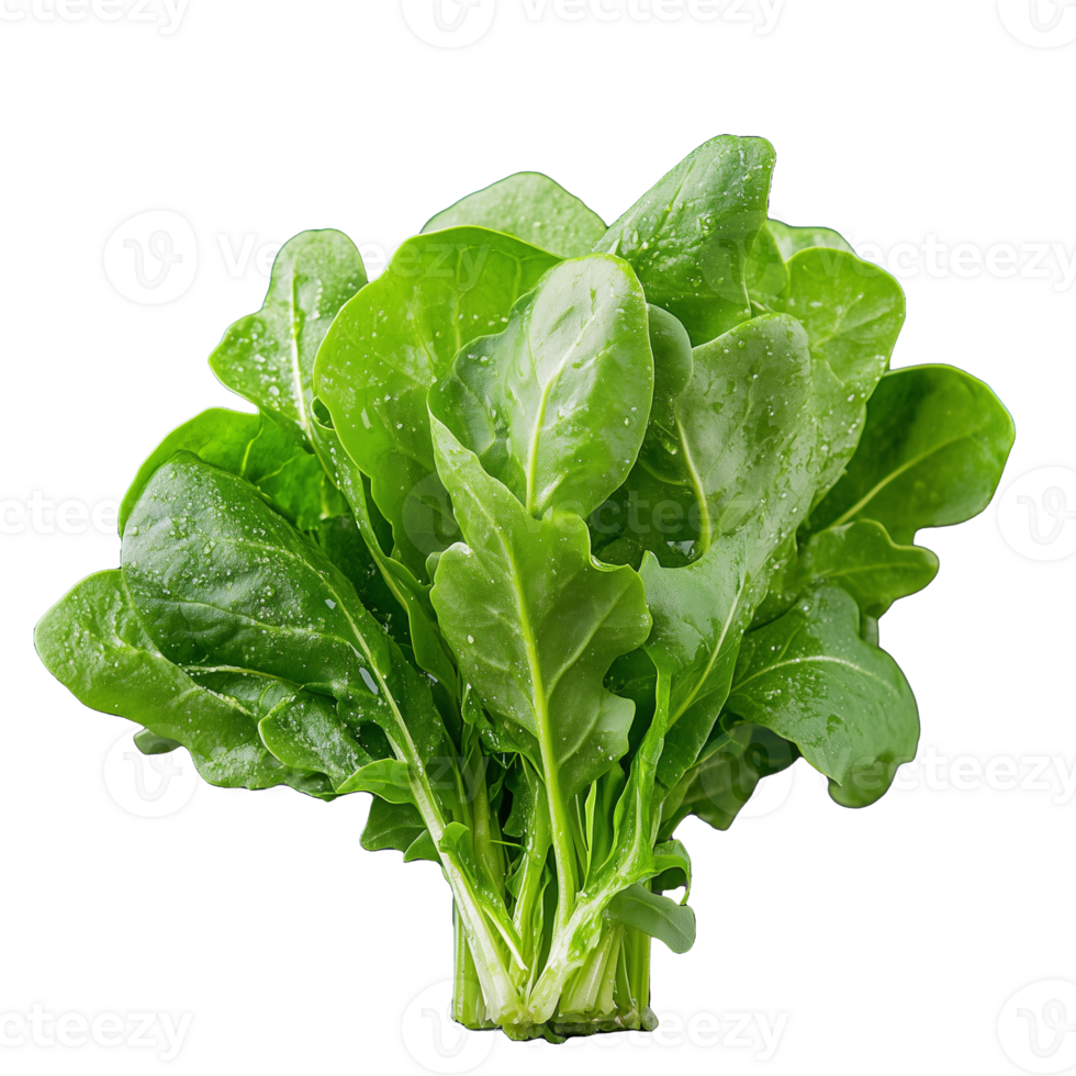 Frais romaine salade sur transparent Contexte 52240789 PNG