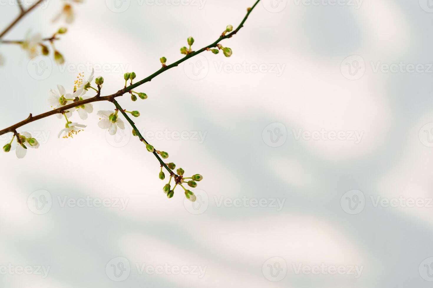 Blooming spring branches with flowers and its shadow on white ...