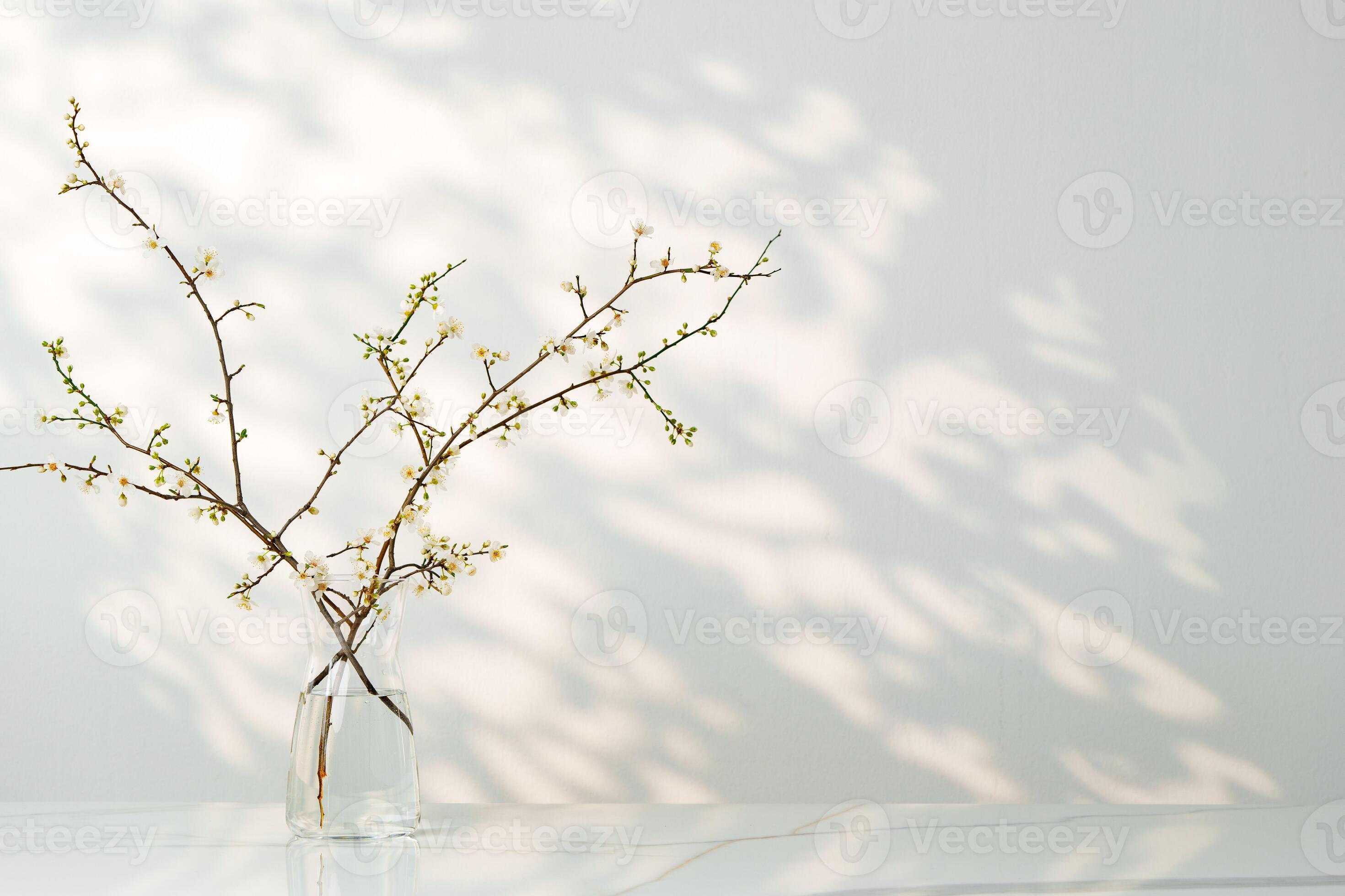 Blooming spring branches with flowers and its shadow on white ...