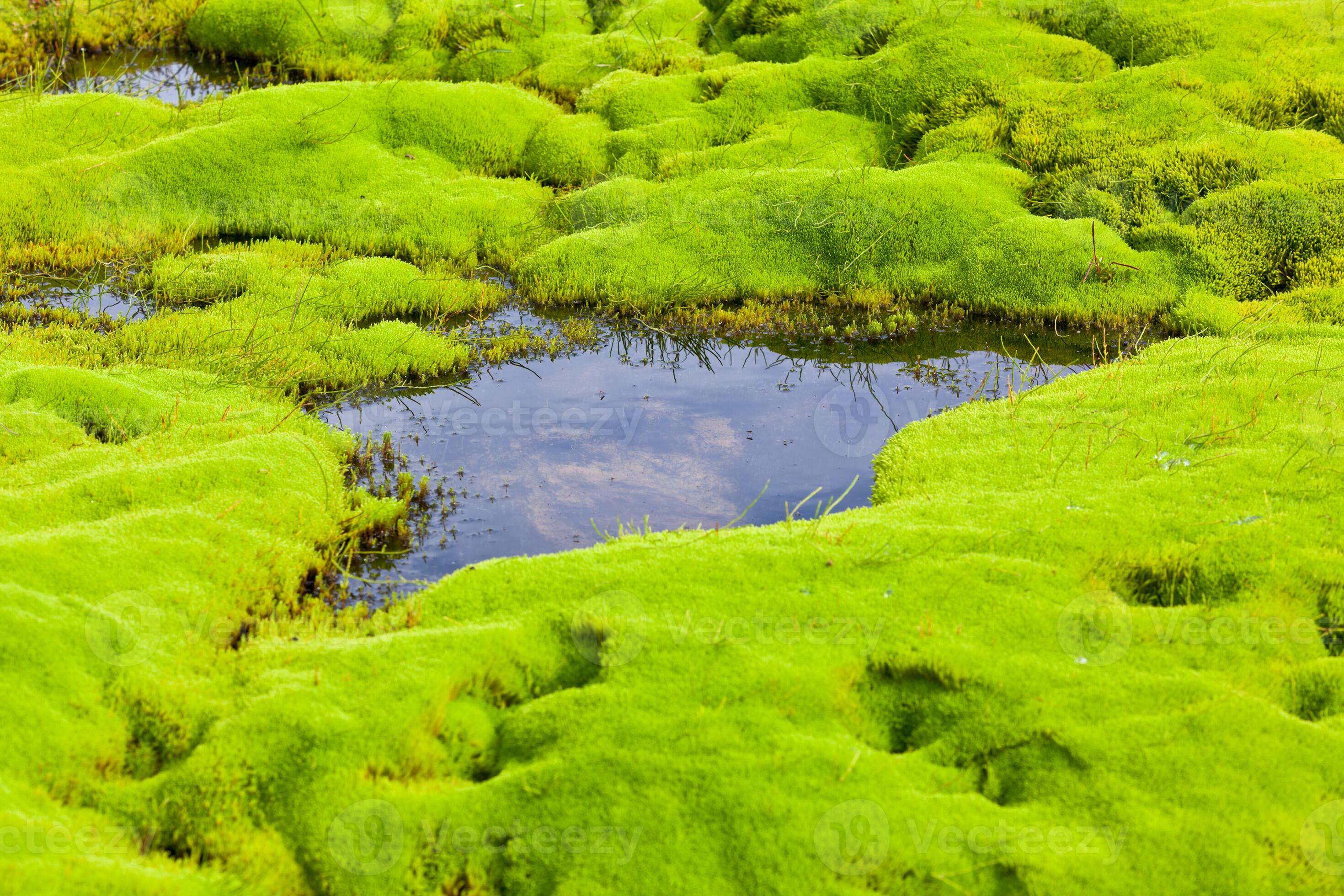 Iceland Small River Stream with green moss 52280505 Stock Photo at Vecteezy
