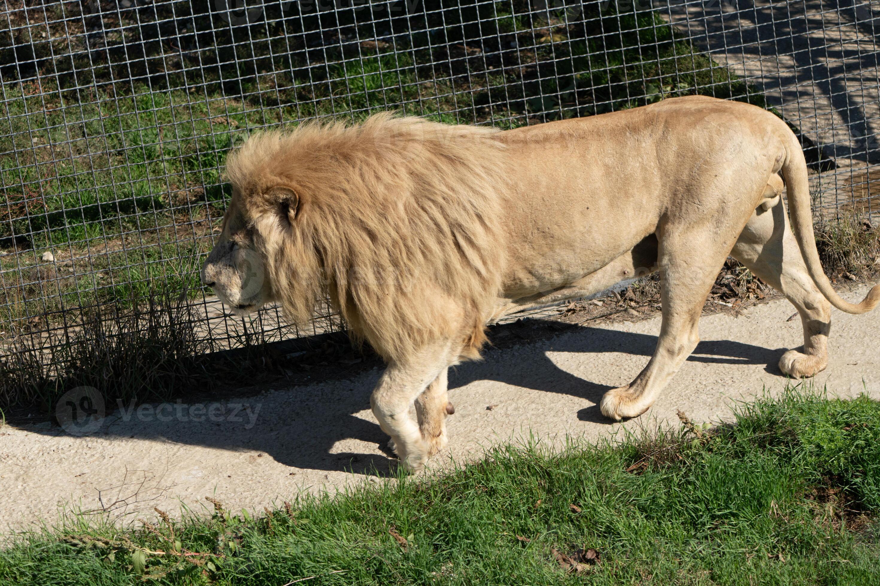 Lion, Enclosure, Zoo - White Lion Walking in Zoo Enclosure 52375217 Stock Photo at Vecteezy