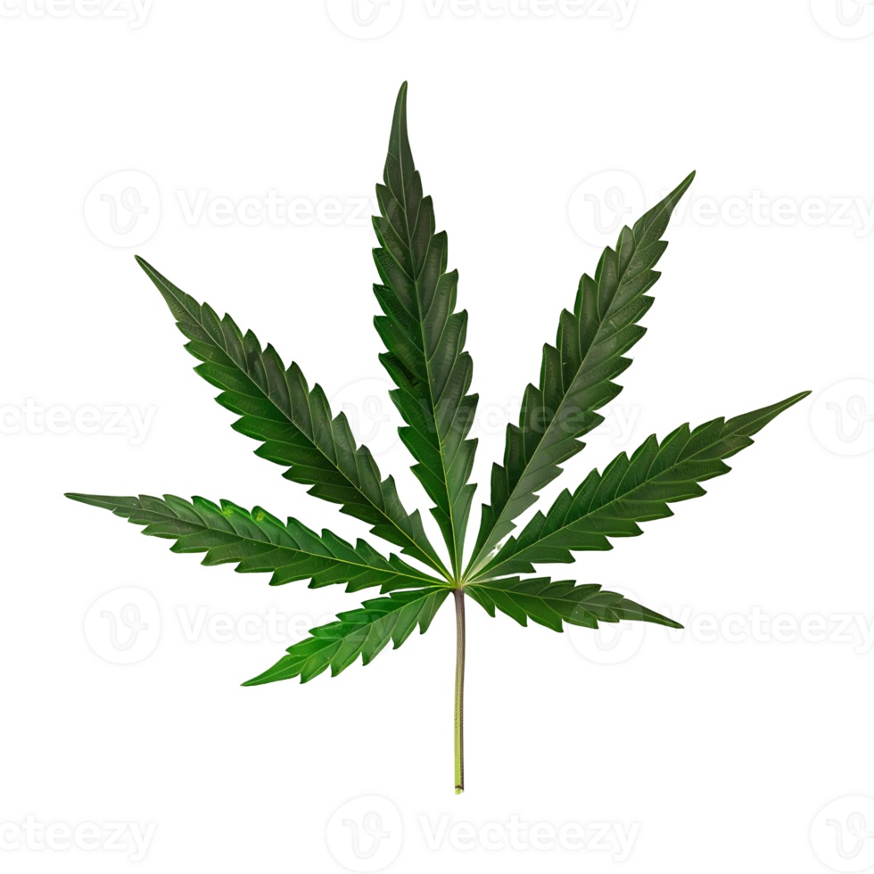 transparente fundo cannabis folhas 52508770 PNG