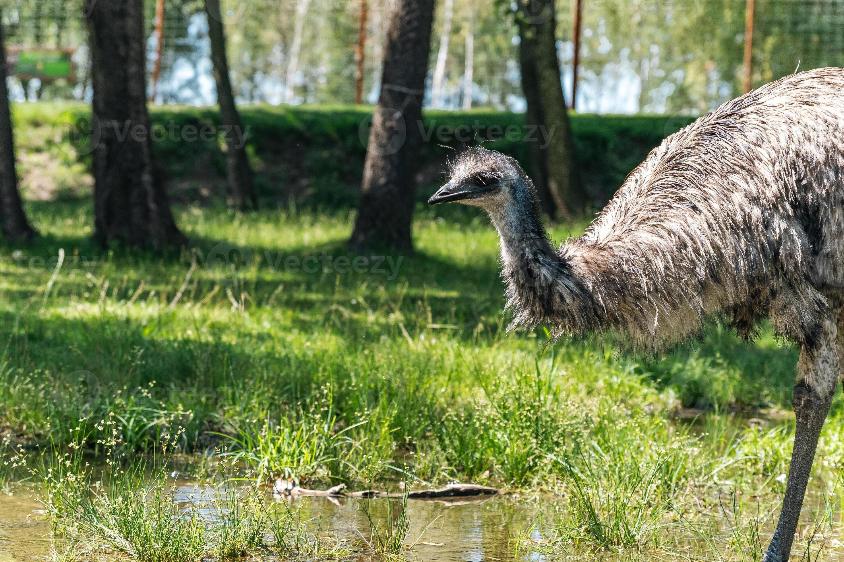 cabeza Disparo de un emú pájaro. emú en pie en un herboso zona cerca agua. emús son grande, no ...