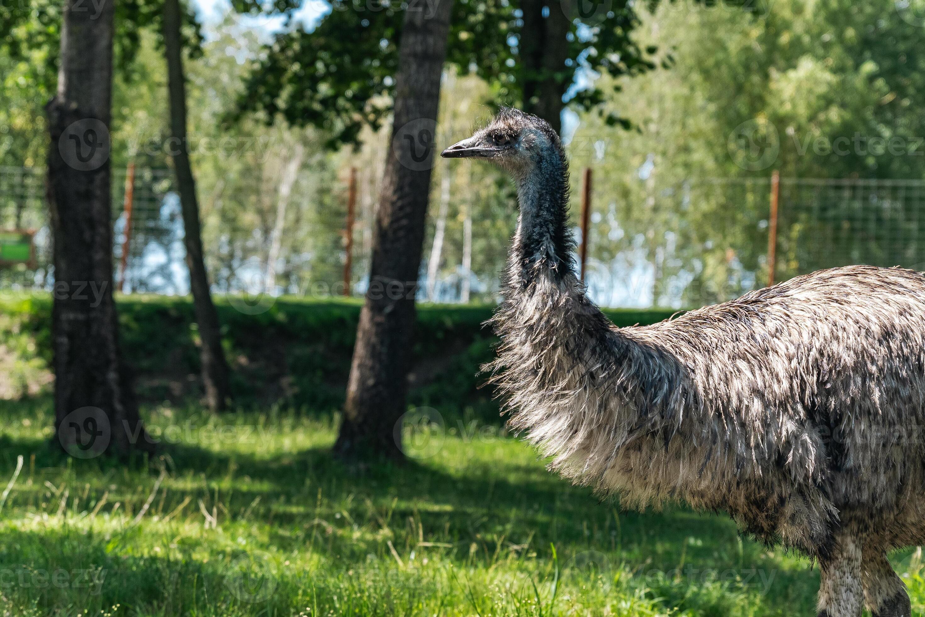 cabeza Disparo de un emú pájaro. emú en pie en un herboso zona cerca agua. emús son grande, no ...