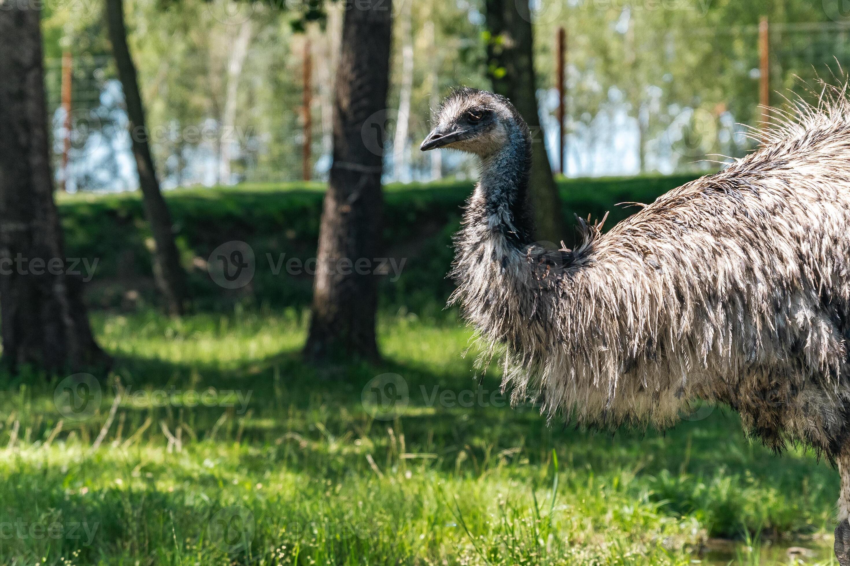cabeza Disparo de un emú pájaro. emú en pie en un herboso zona cerca agua. emús son grande, no ...
