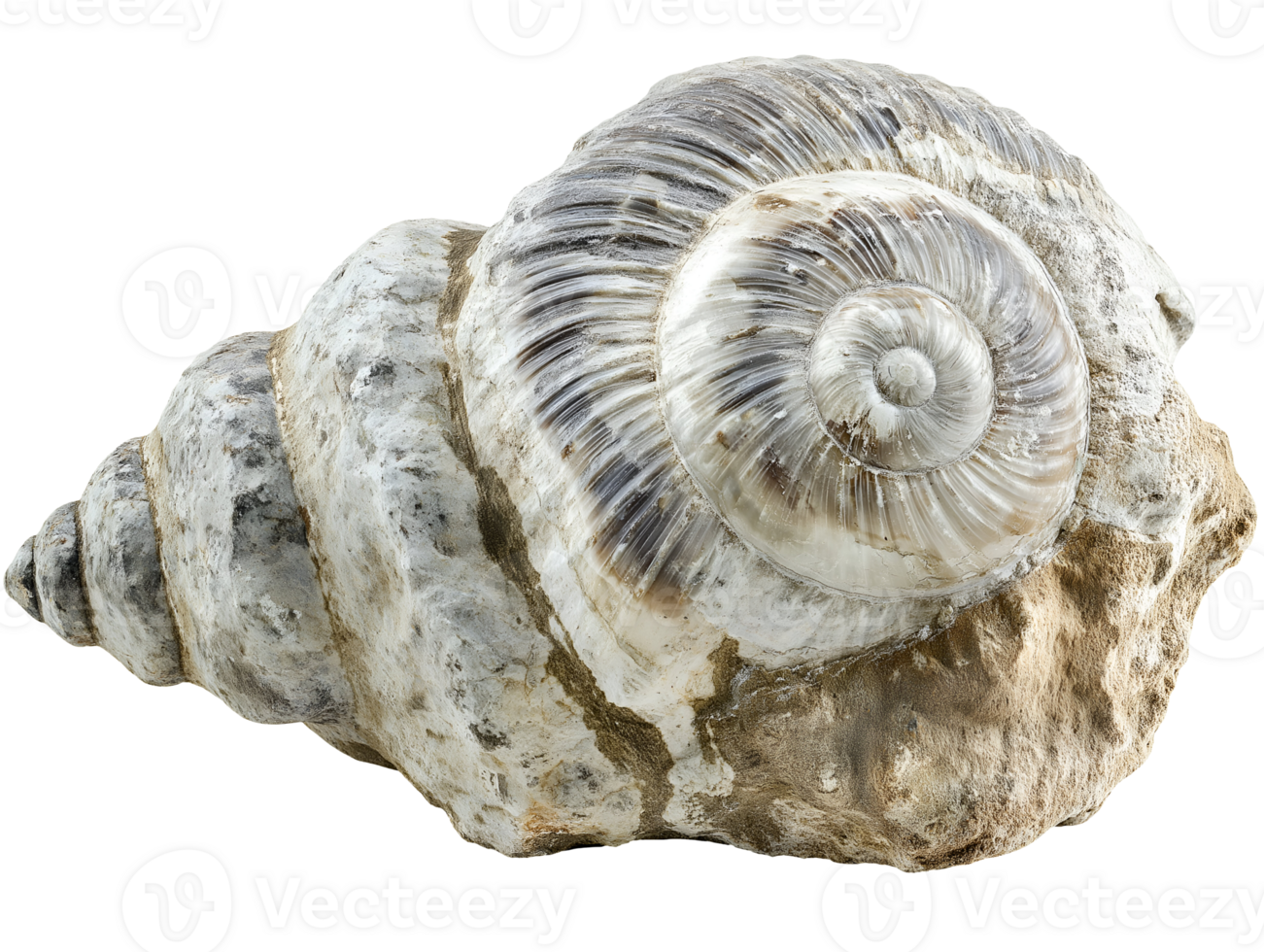 fossilized spiral seashell preserved in stone on isolated background ...